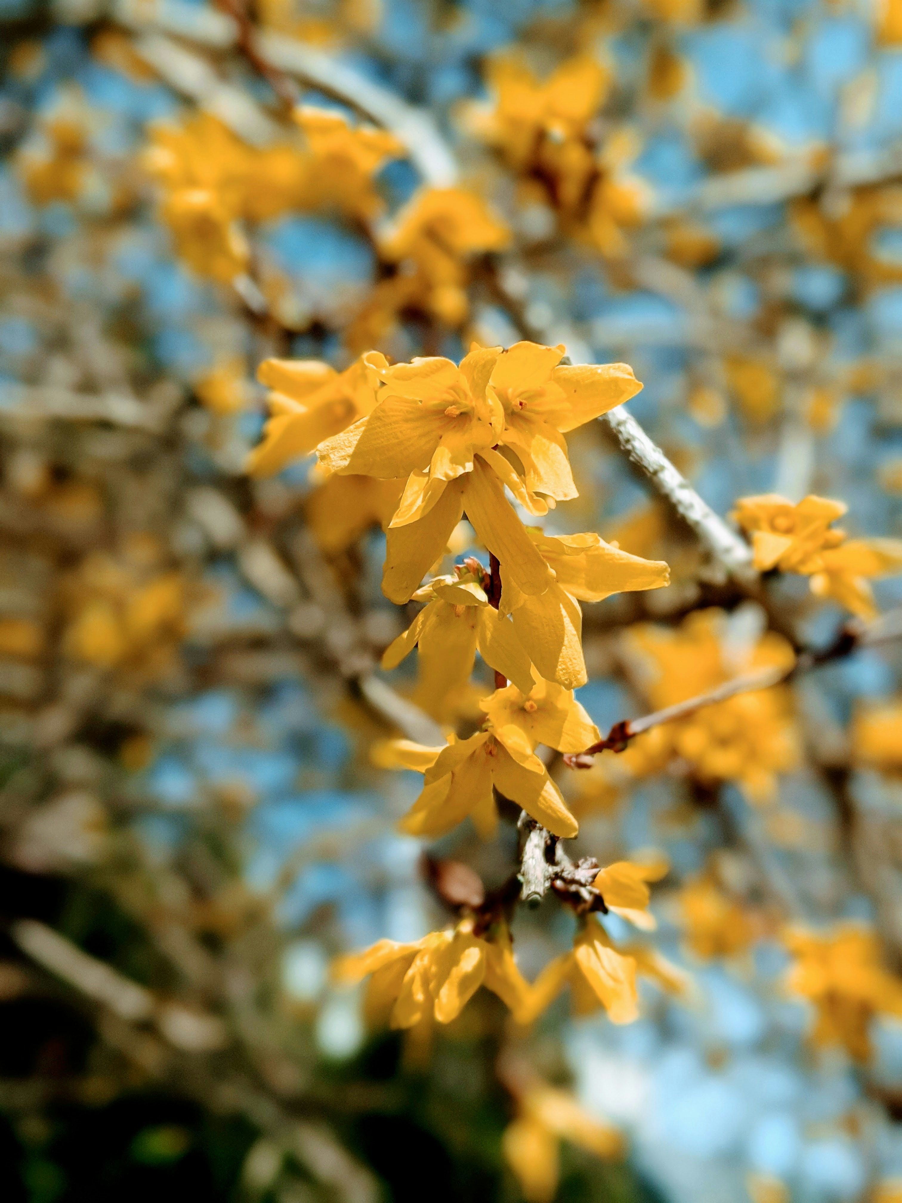 Portrait of yellow plant with blurred background | yellow leaves on brown tree branch during daytime