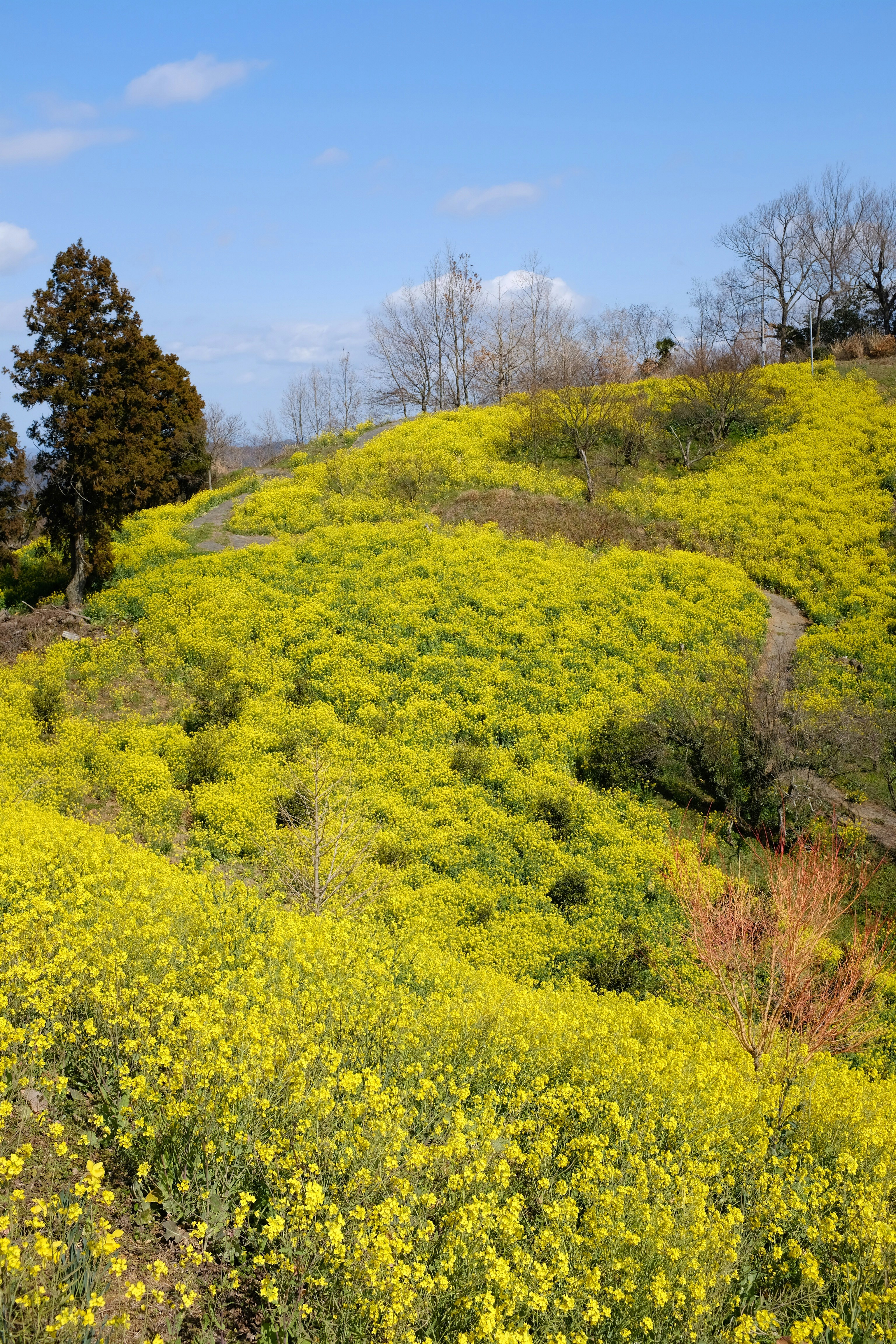 Vibrant yellow flowers blanket a hillside under a clear blue sky, interspersed with sparse trees. The scene evokes a sense of tranquility and renewal.