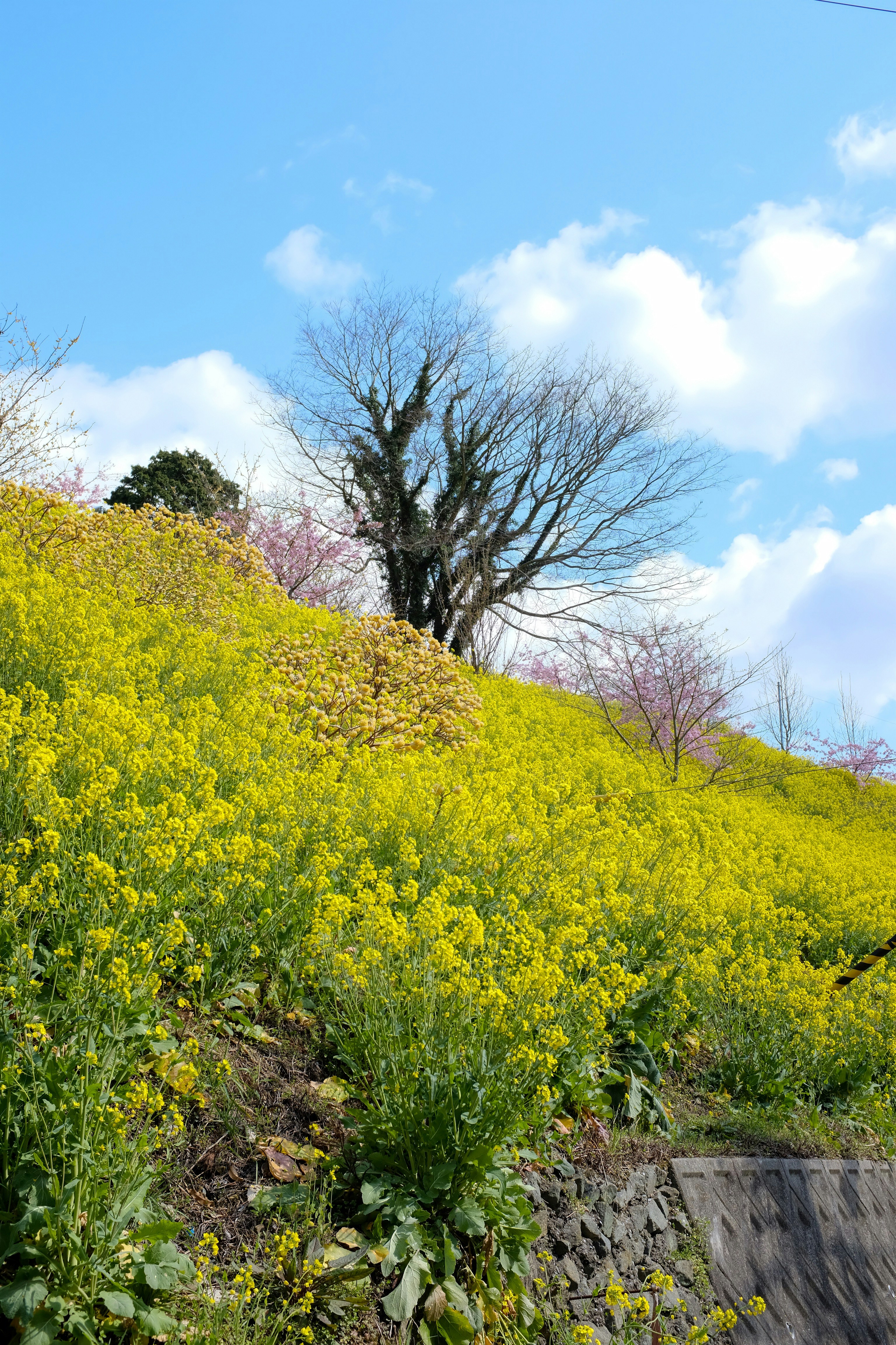 Lone Sentinel Above a Canola Sea on a Spring Hill