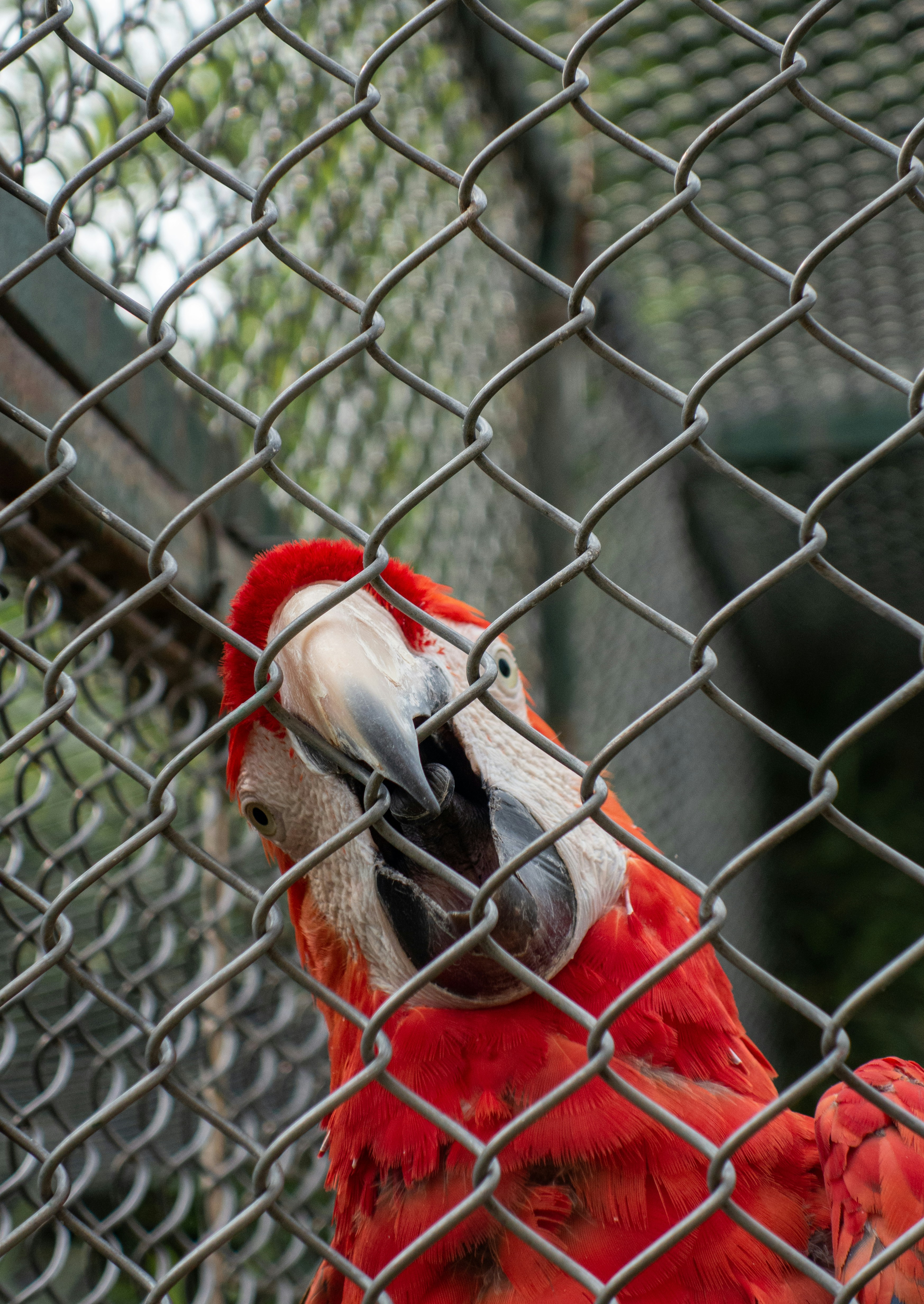 A scarlet macaw vocalizing through a chain-link fence, showcasing its vivid plumage and expressive features.