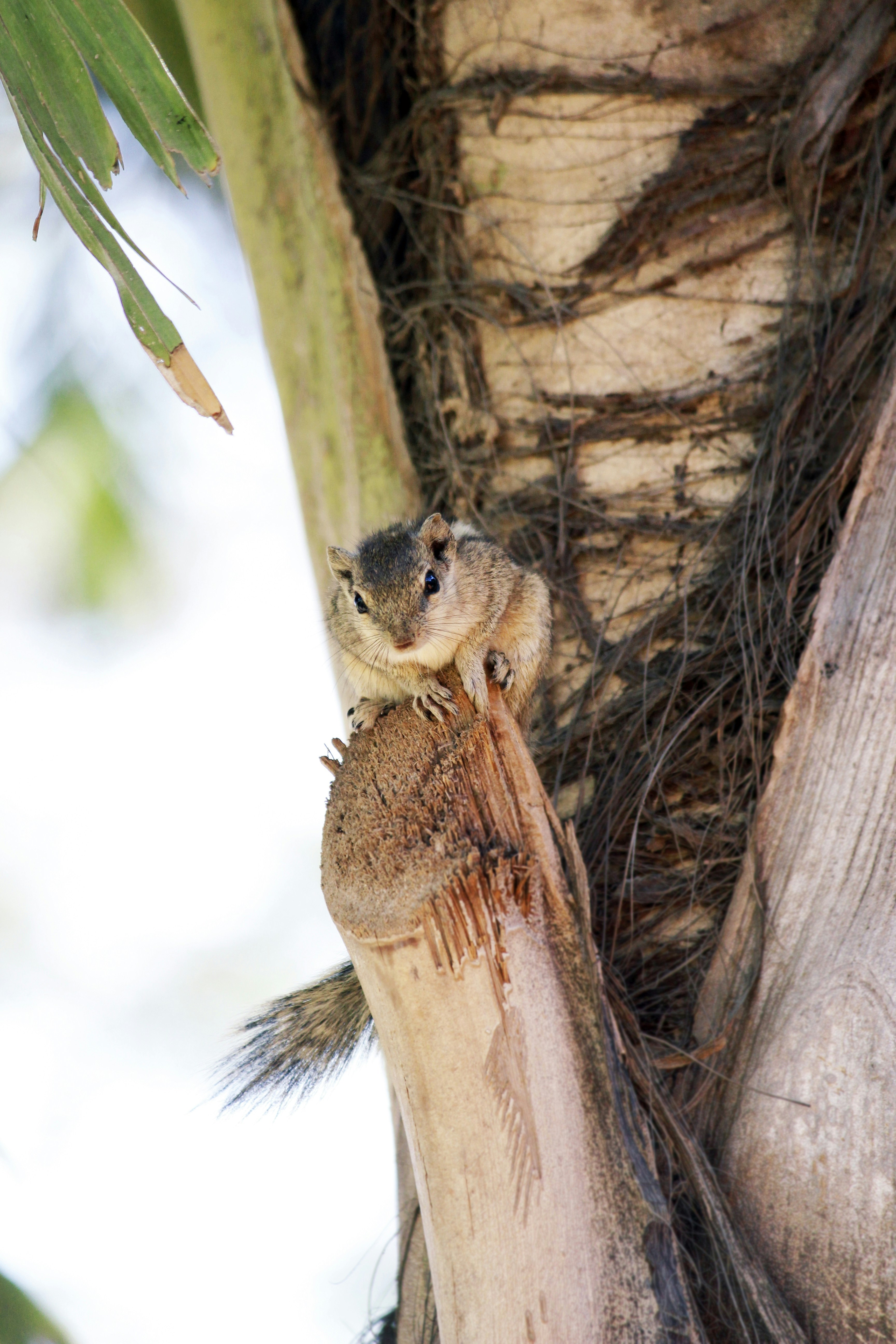 Tiny Tree Acrobat: A Squirrel Perched on a Palm Tree Break