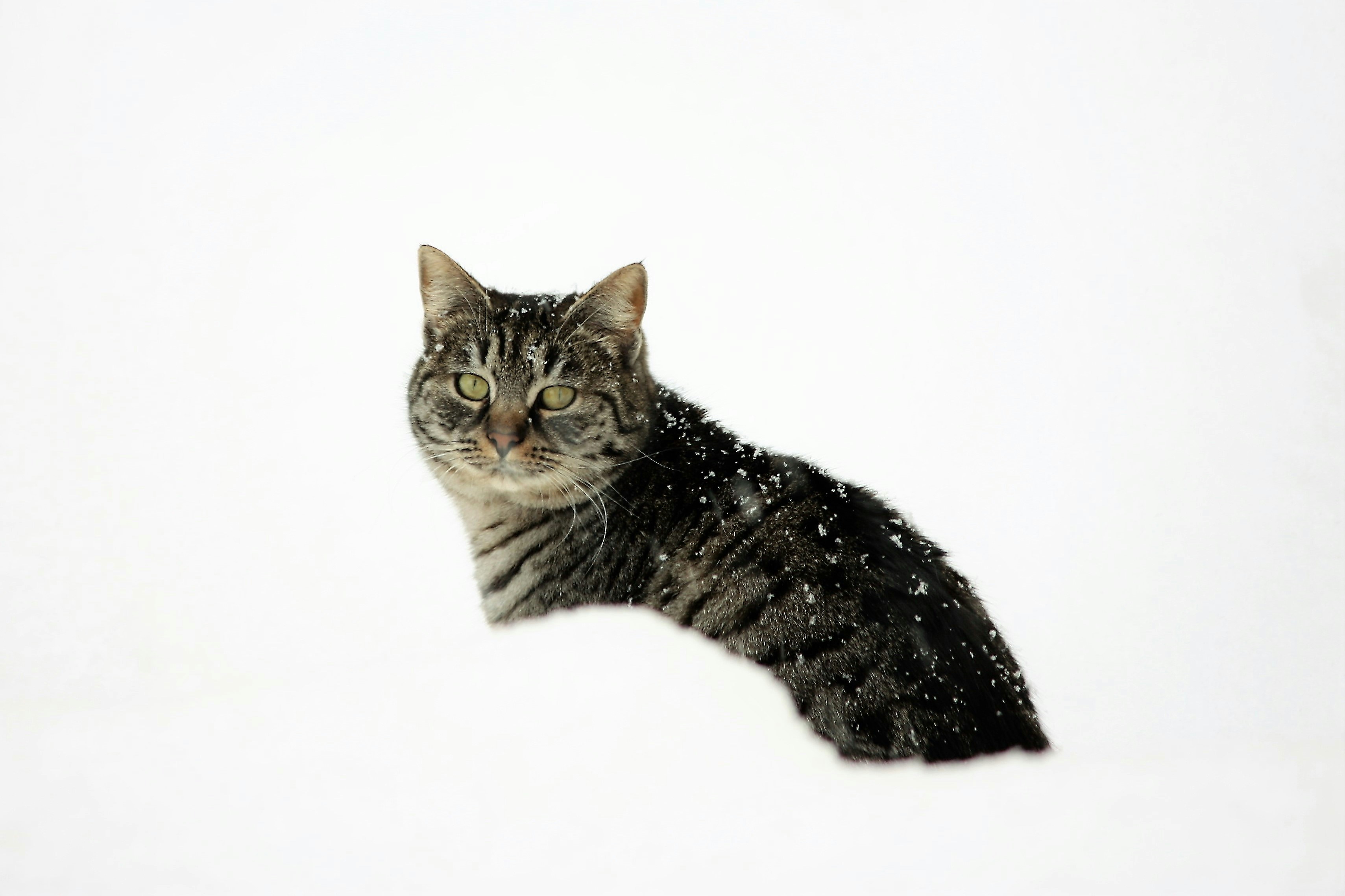 Snowbound Gaze: A Tabby Emerges from a Quiet Winter Canvas