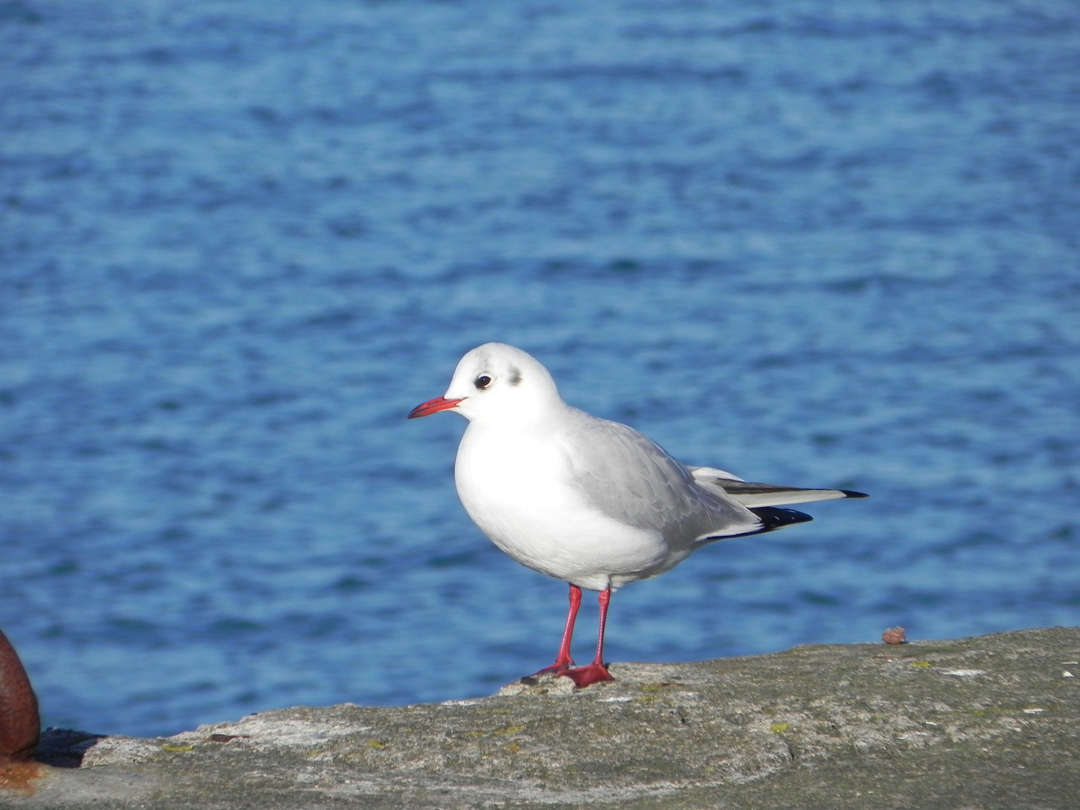 Foto Ave blanca y gris en roca marrón cerca del cuerpo de agua durante ...