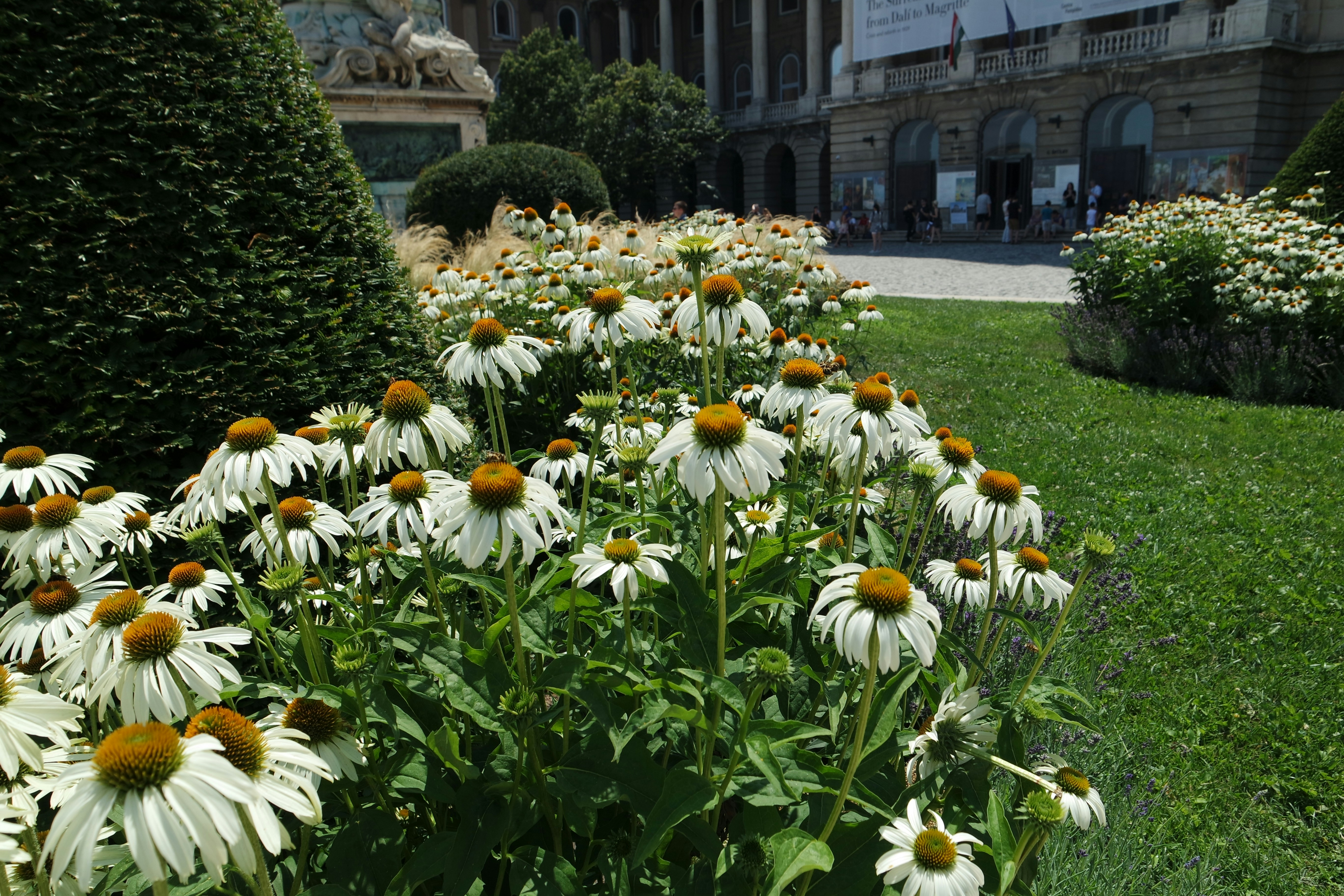 Sunlit Daisies at the Entrance to a Grand Courtyard