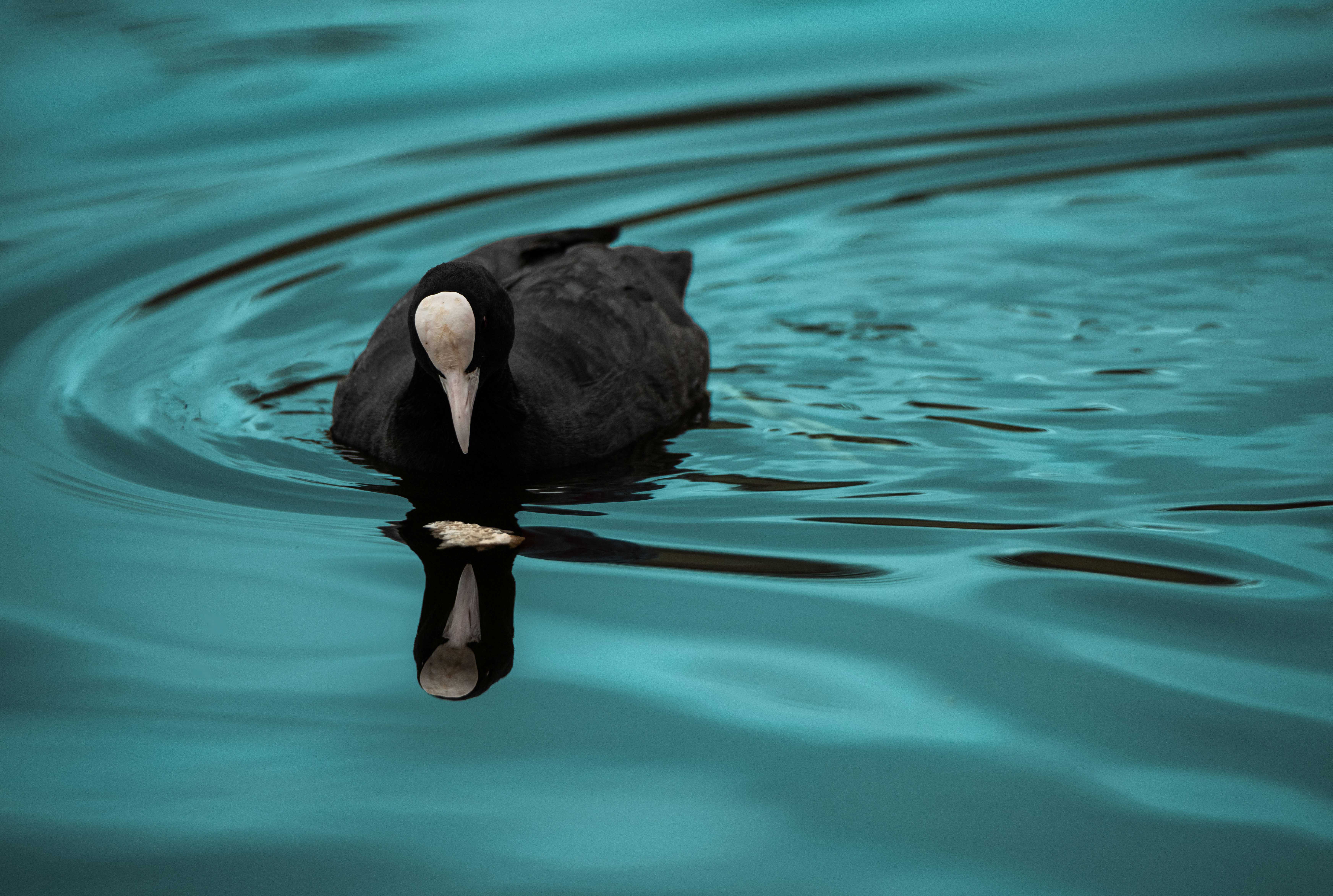 Pale-Faced Coot Gliding Across Teal Ripples