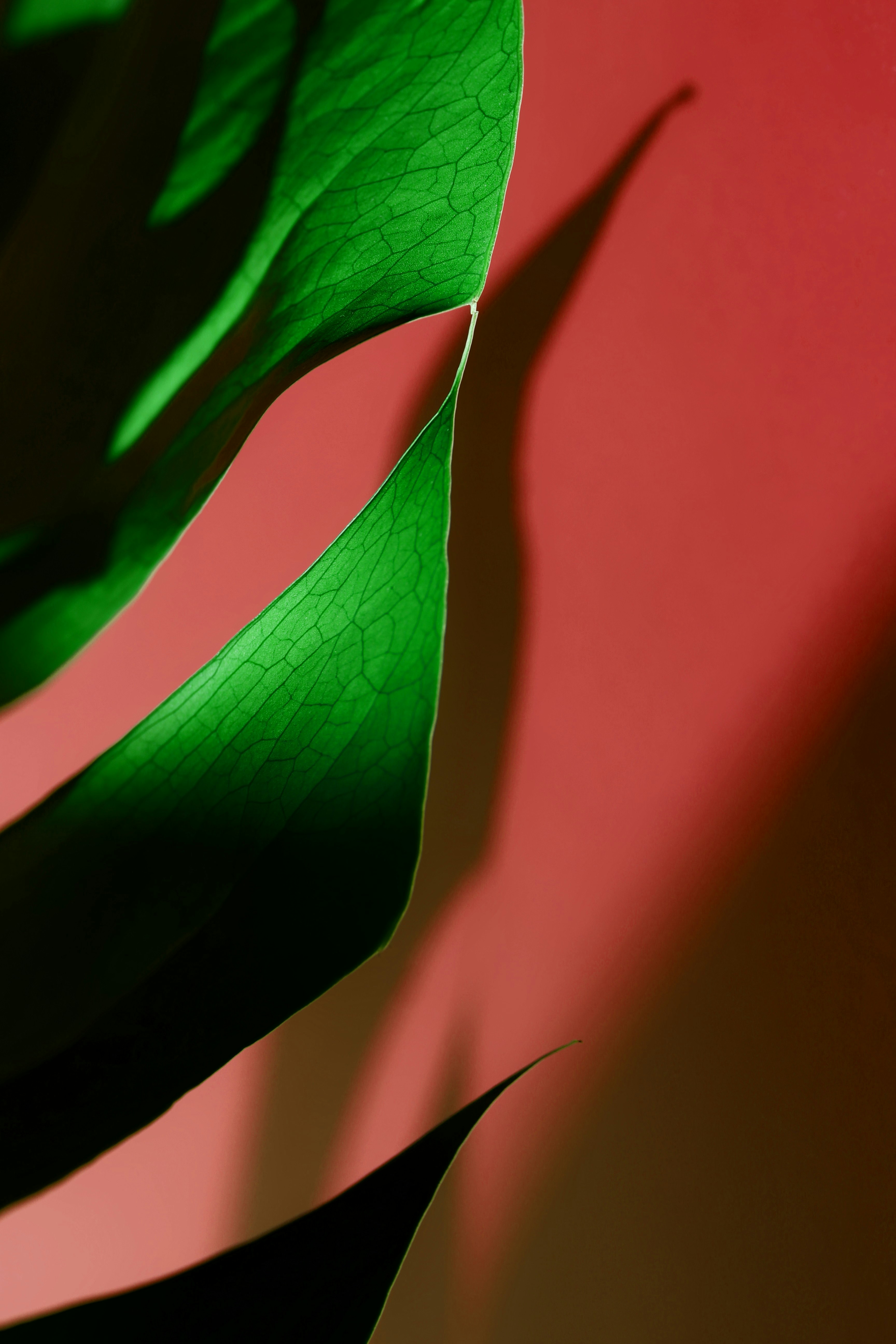 Verdant Veinwork on a Coral Canvas