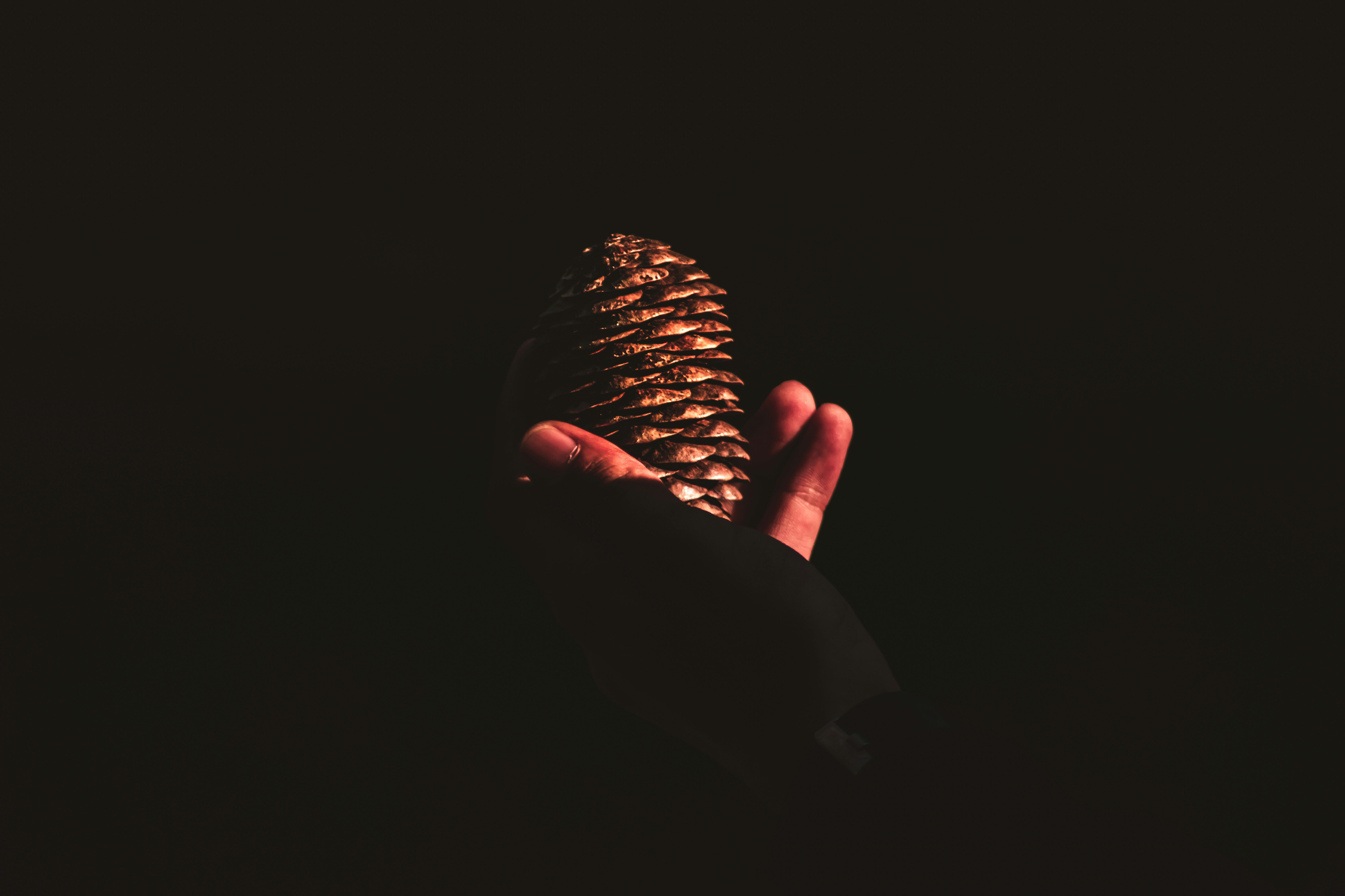 The pinecone