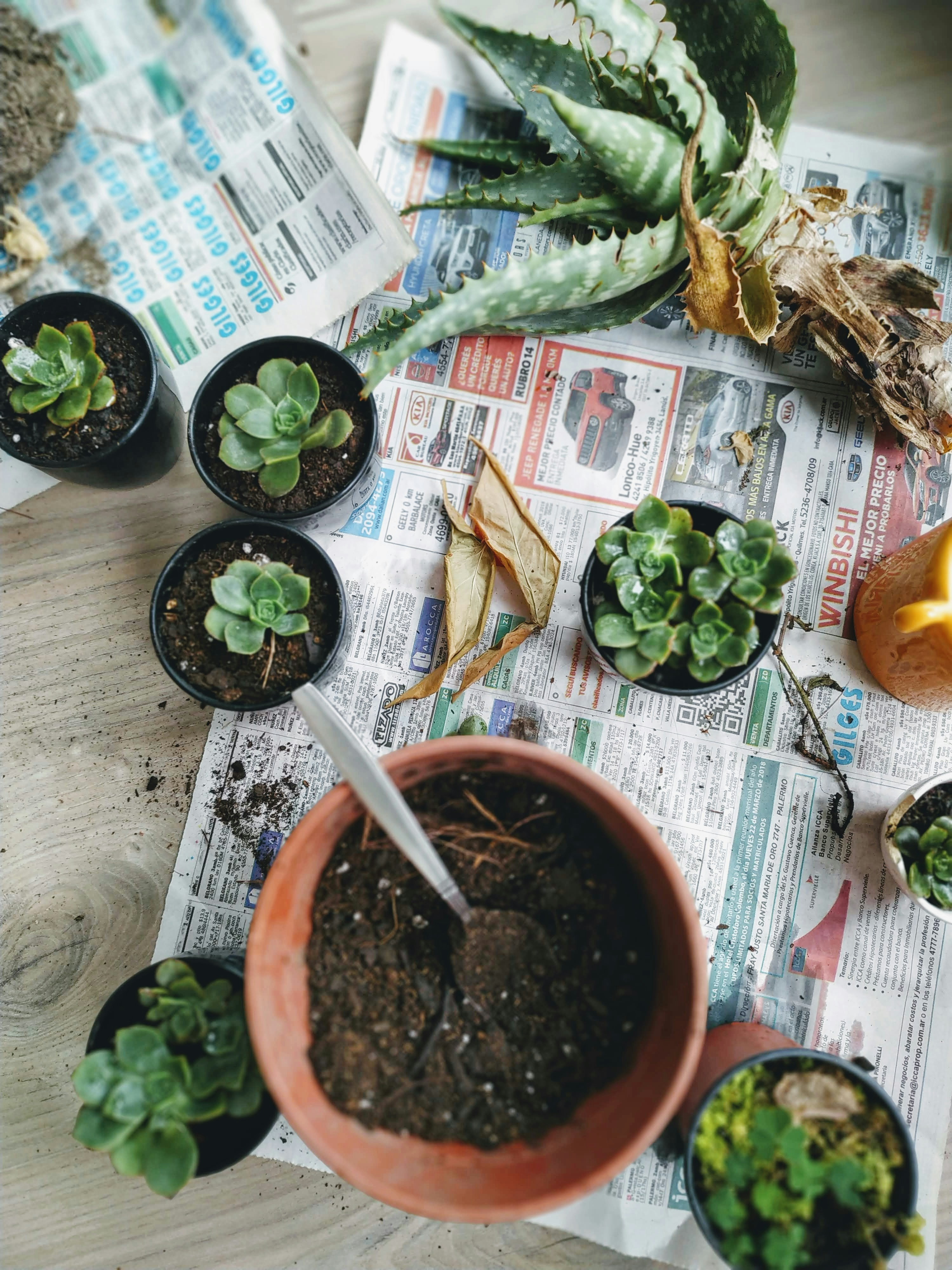 A flat lay of various potted succulents and an empty terracotta pot surrounded by gardening tools and newspaper. The scene captures the essence of a home gardening project.