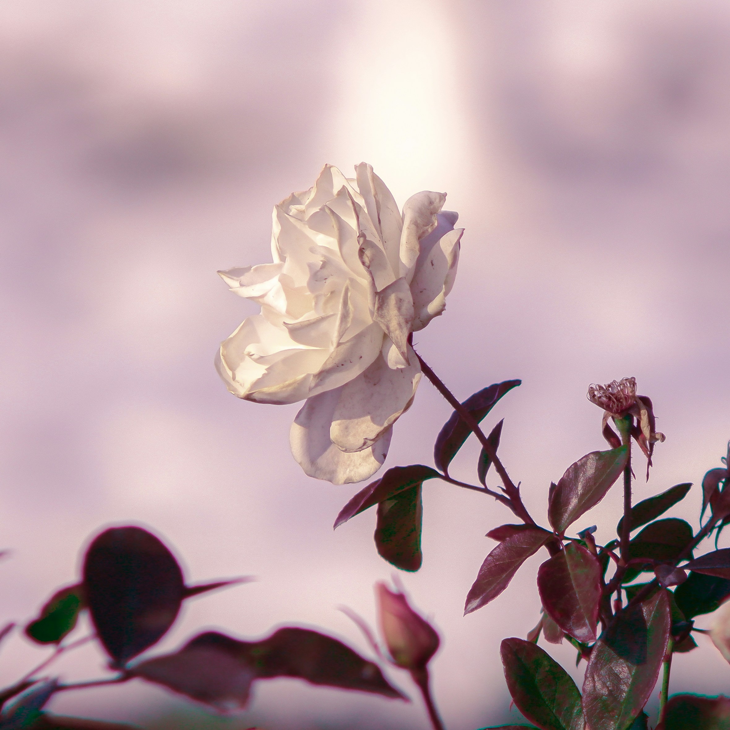 White Rose in Soft Sunset Haze