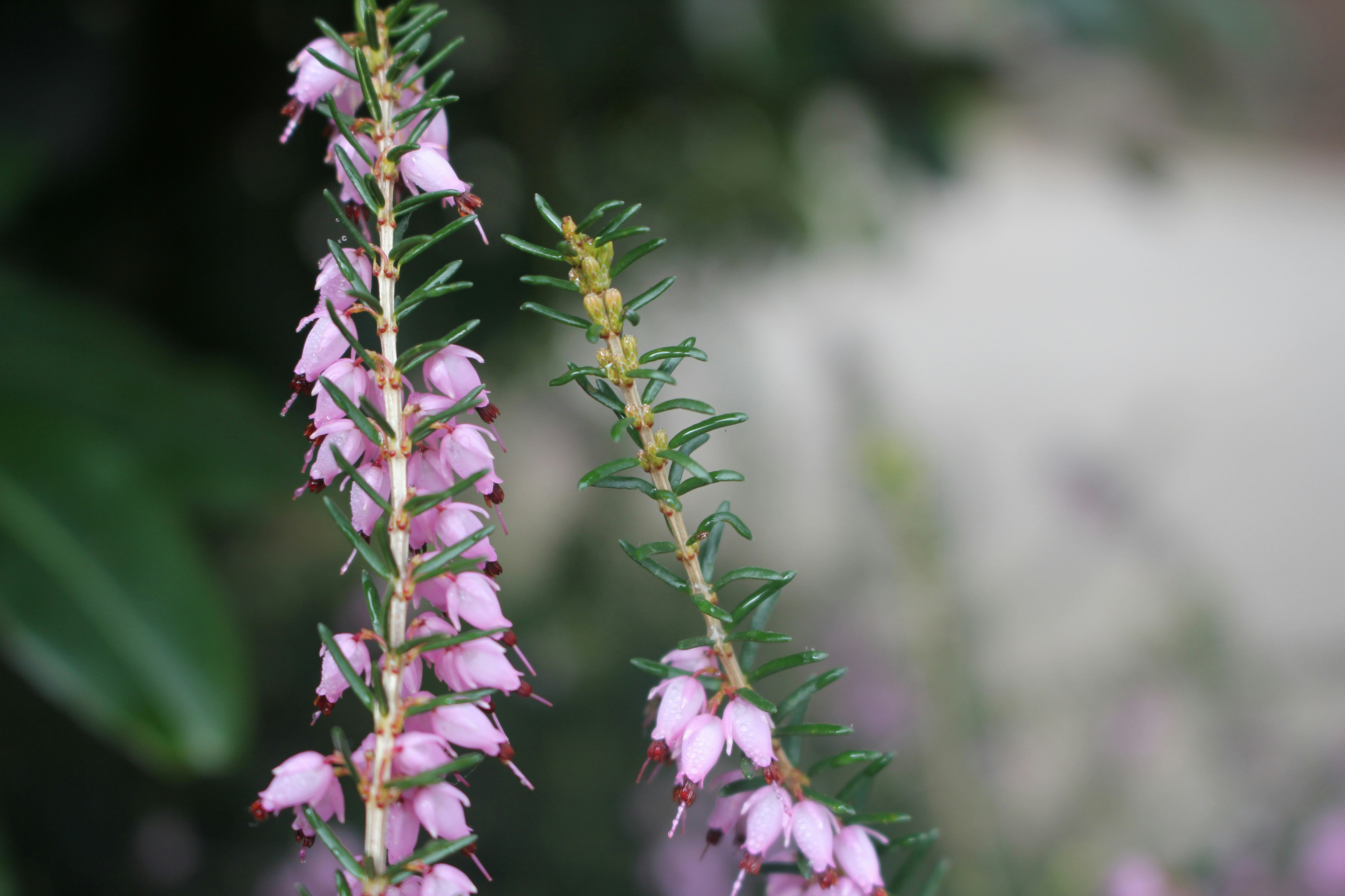 Spires of Pink: Heather Threads in Quiet Blur