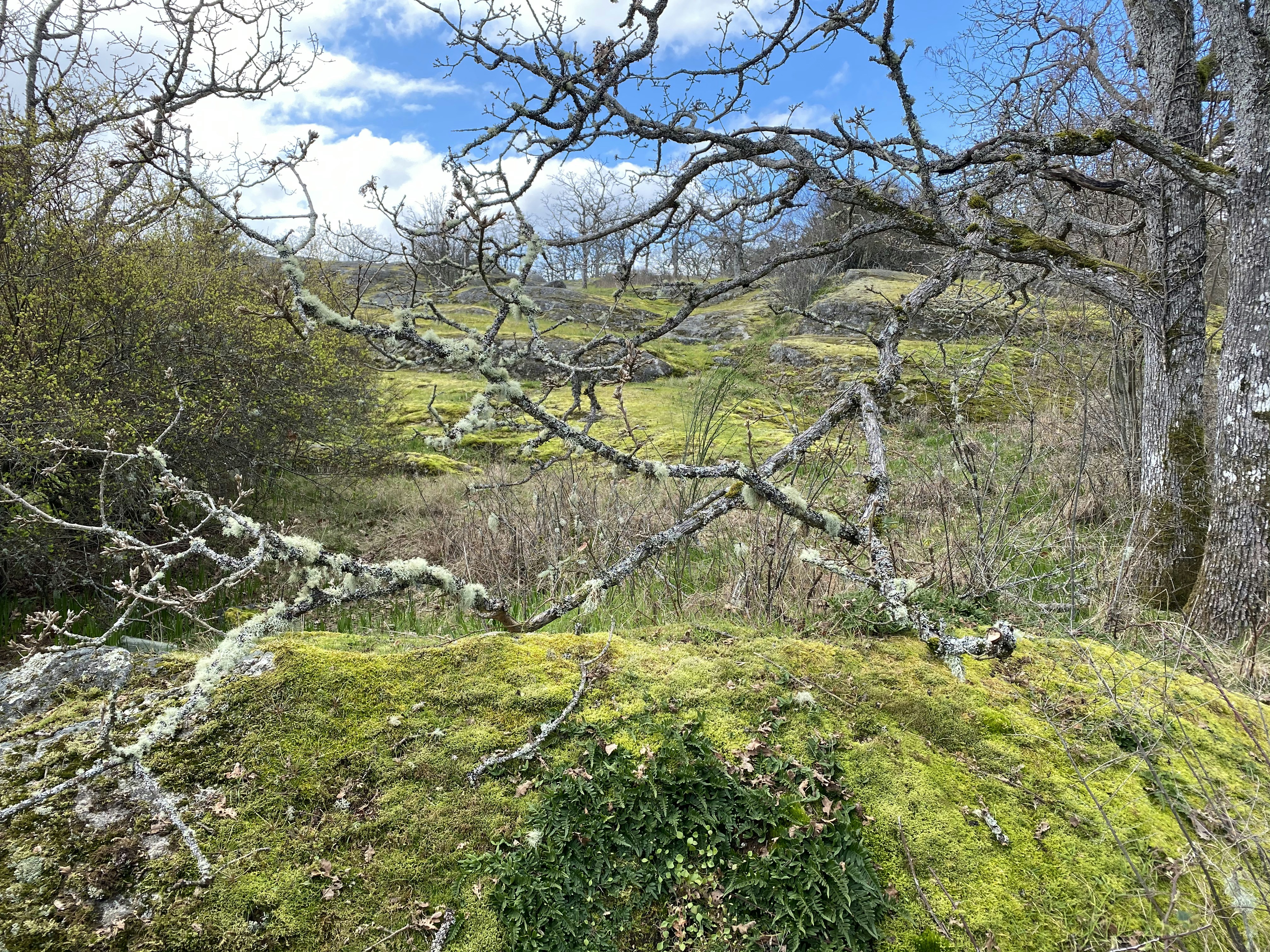 Lush moss-covered rocks and gnarled branches create a serene landscape, inviting exploration in a tranquil natural setting.