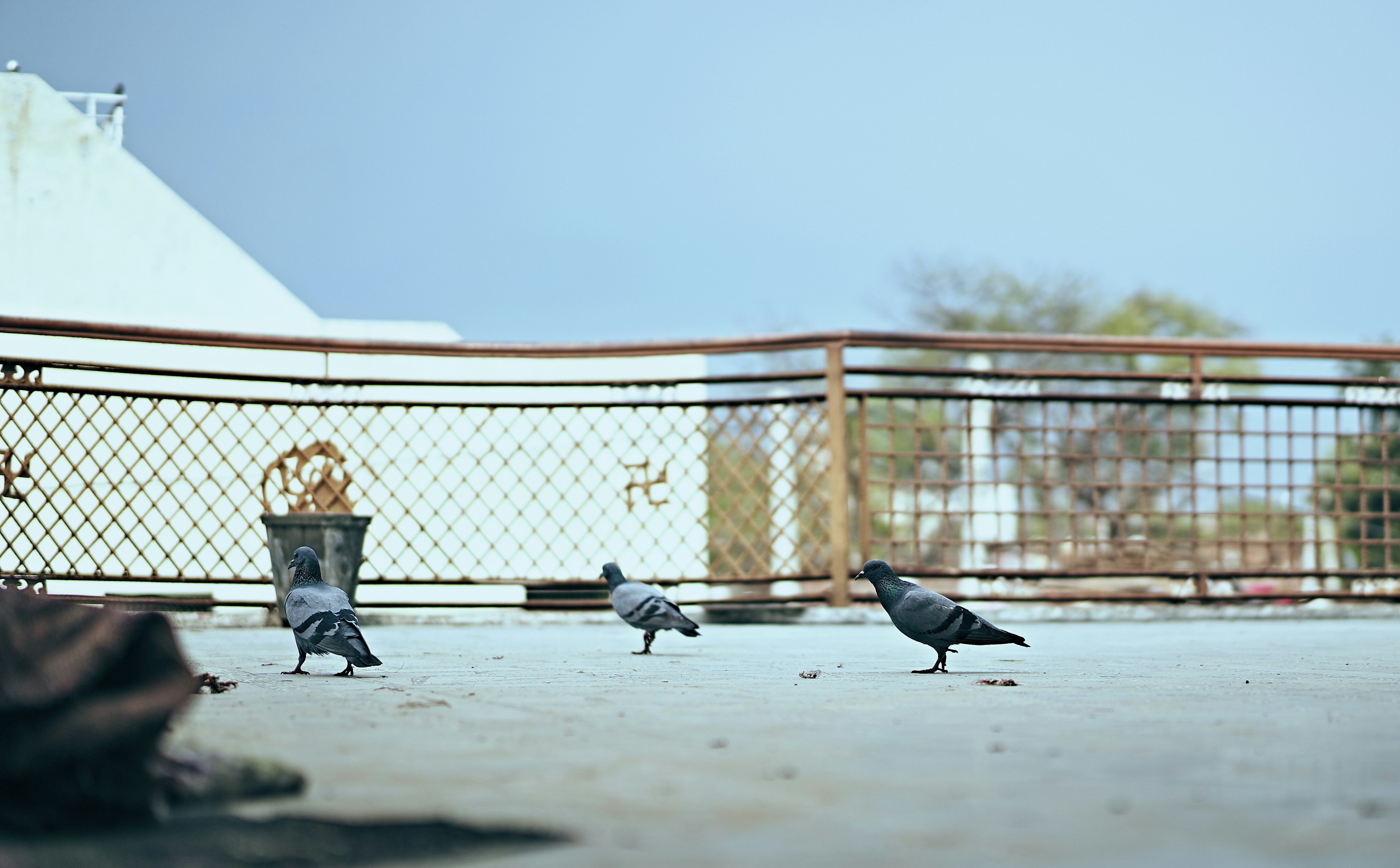 Rooftop Pigeon Parade in Quiet Afternoon Light