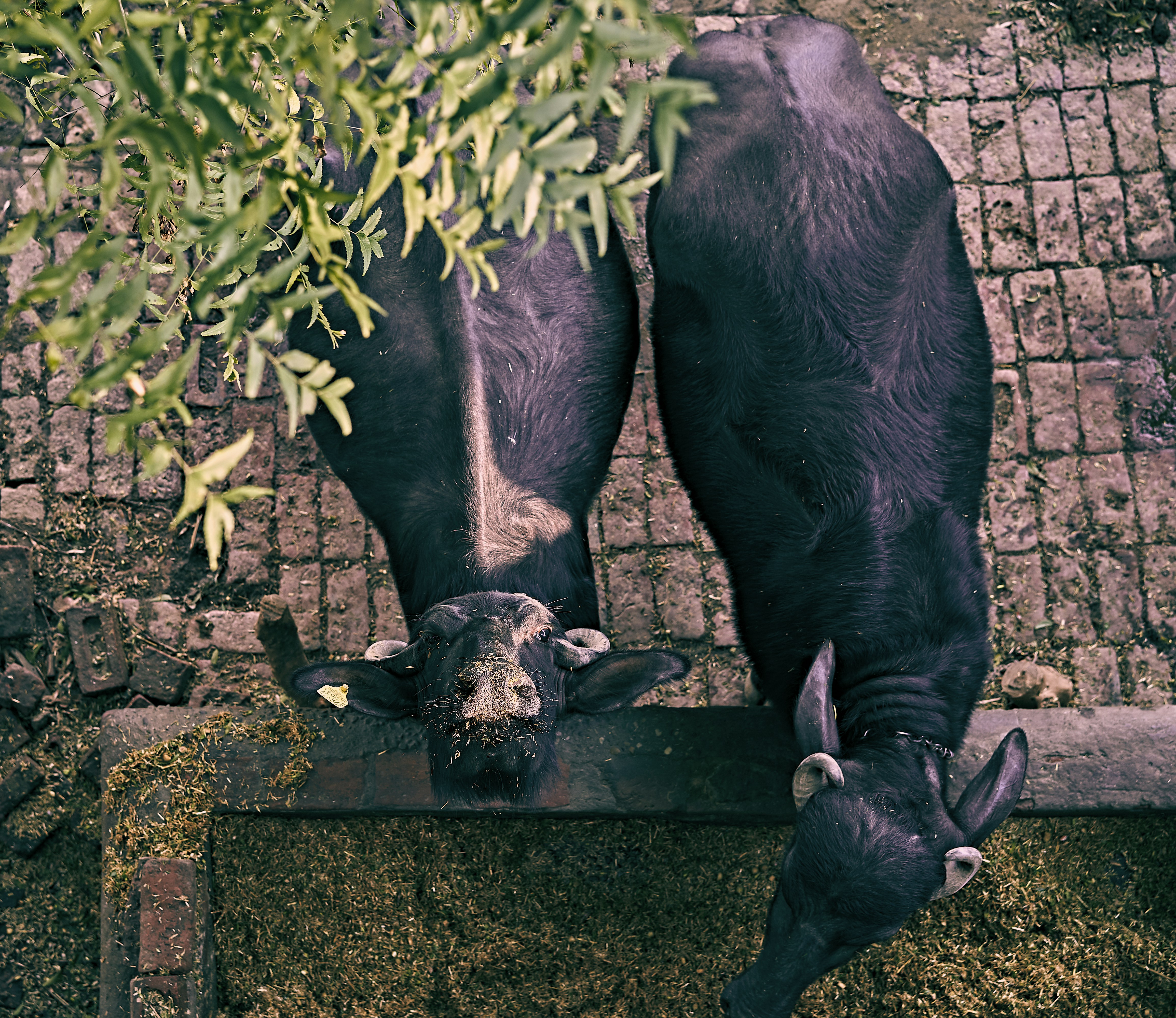 Two cows feeding in a rustic trough, viewed from above, surrounded by greenery and cobblestone. The scene captures the essence of farm life.