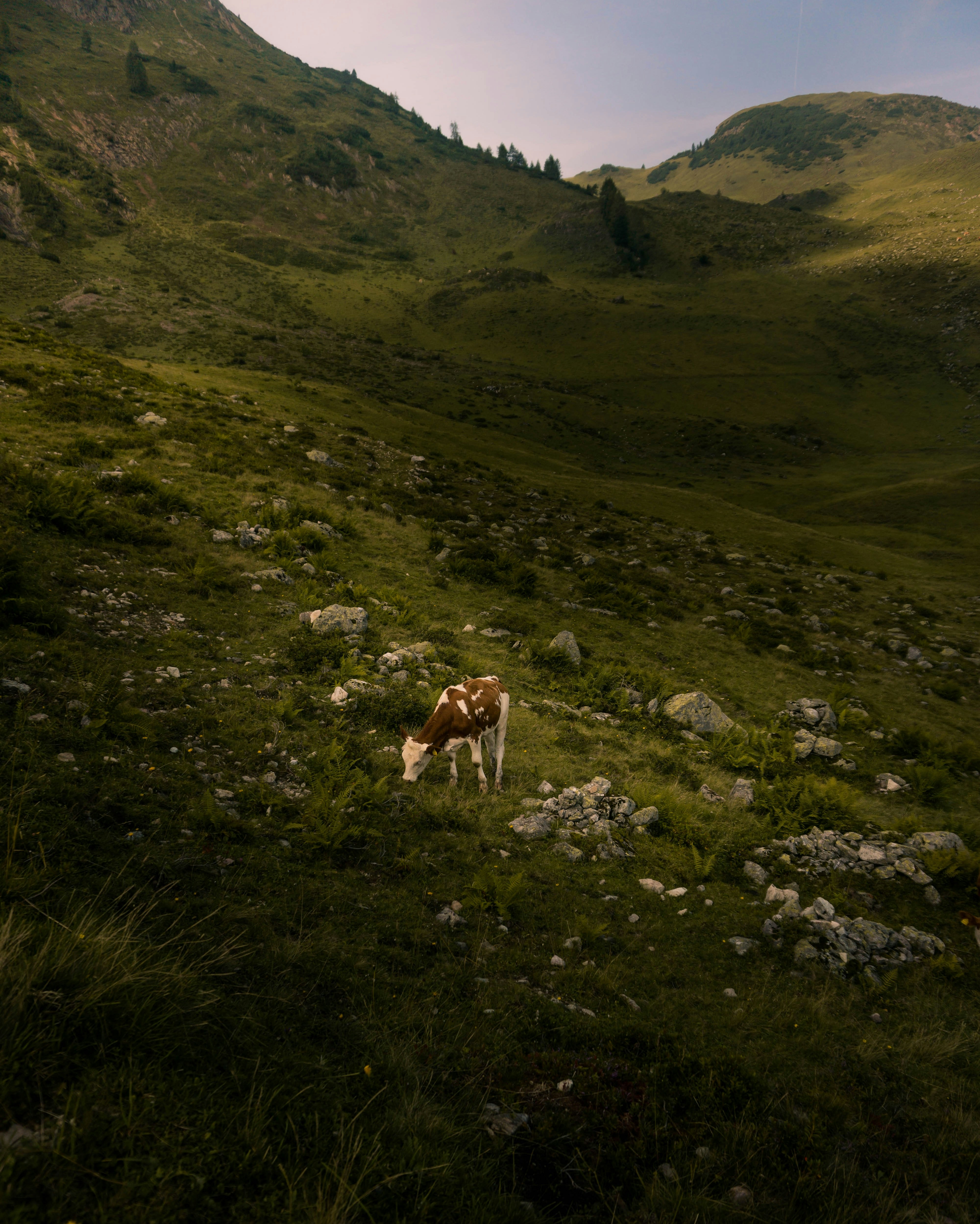Brown and white cow on green grass field during daytime photo – Free ...
