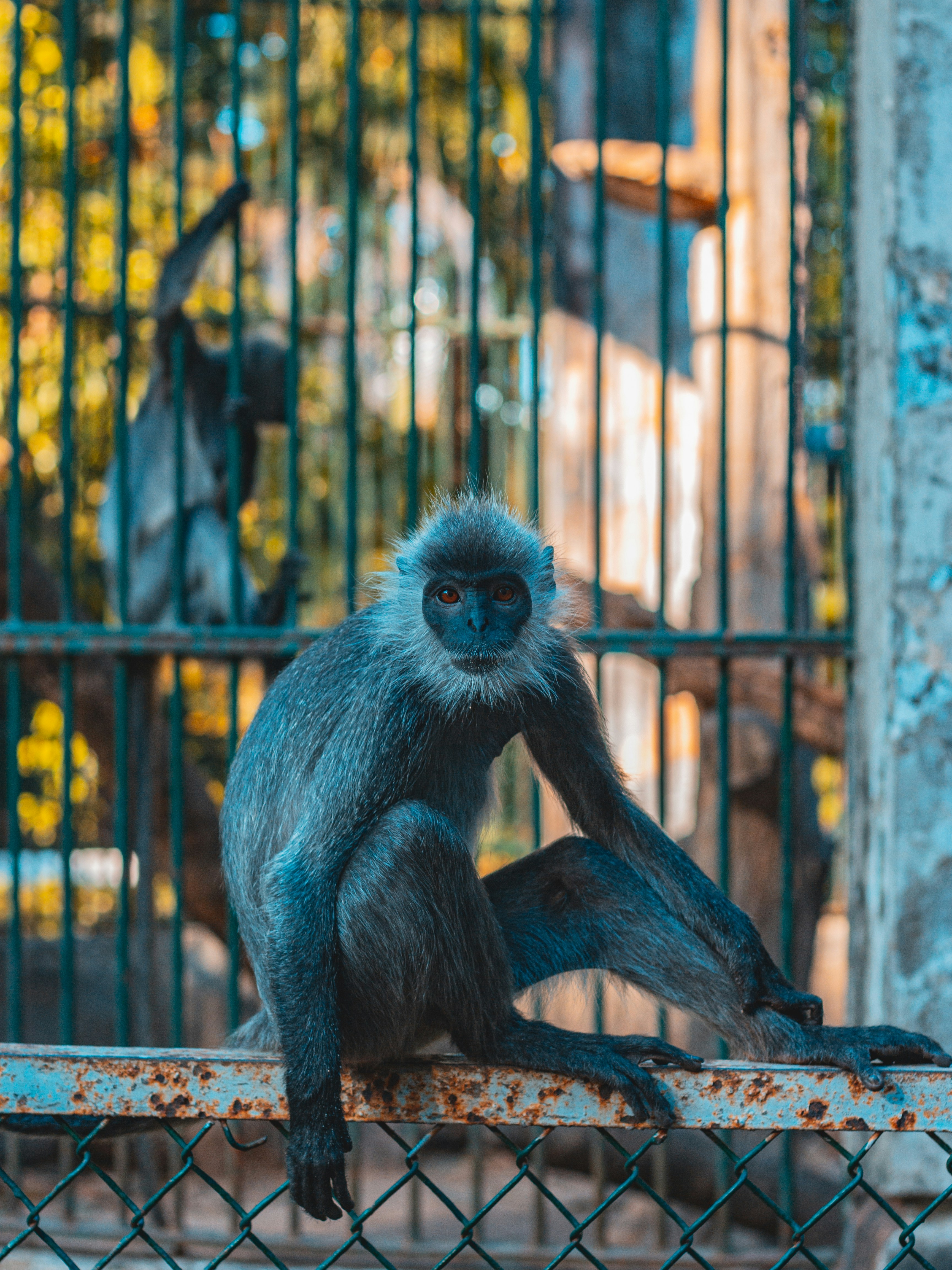 Azure gaze through rusted bars: a macaque's quiet vigil