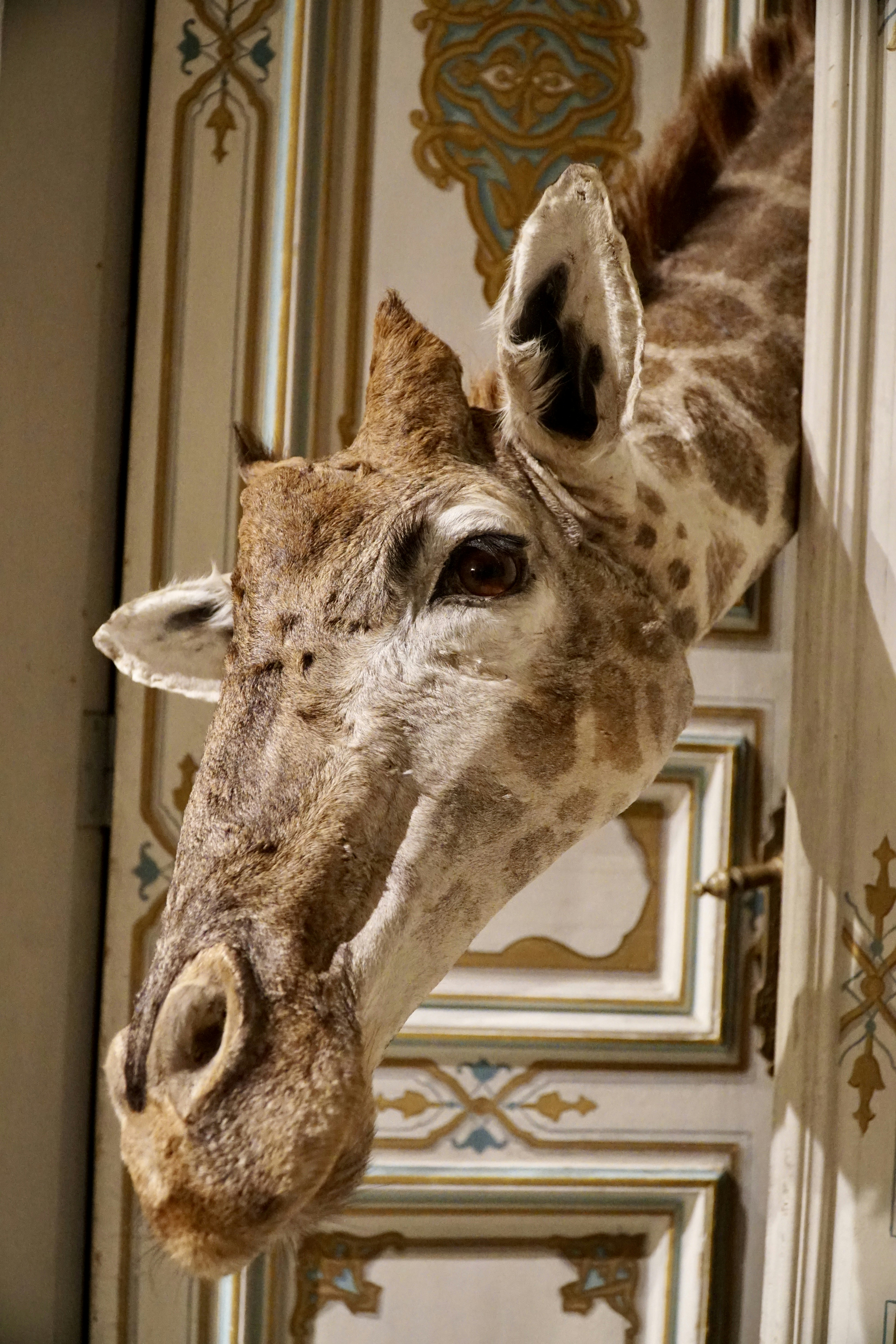 brown and white giraffe head