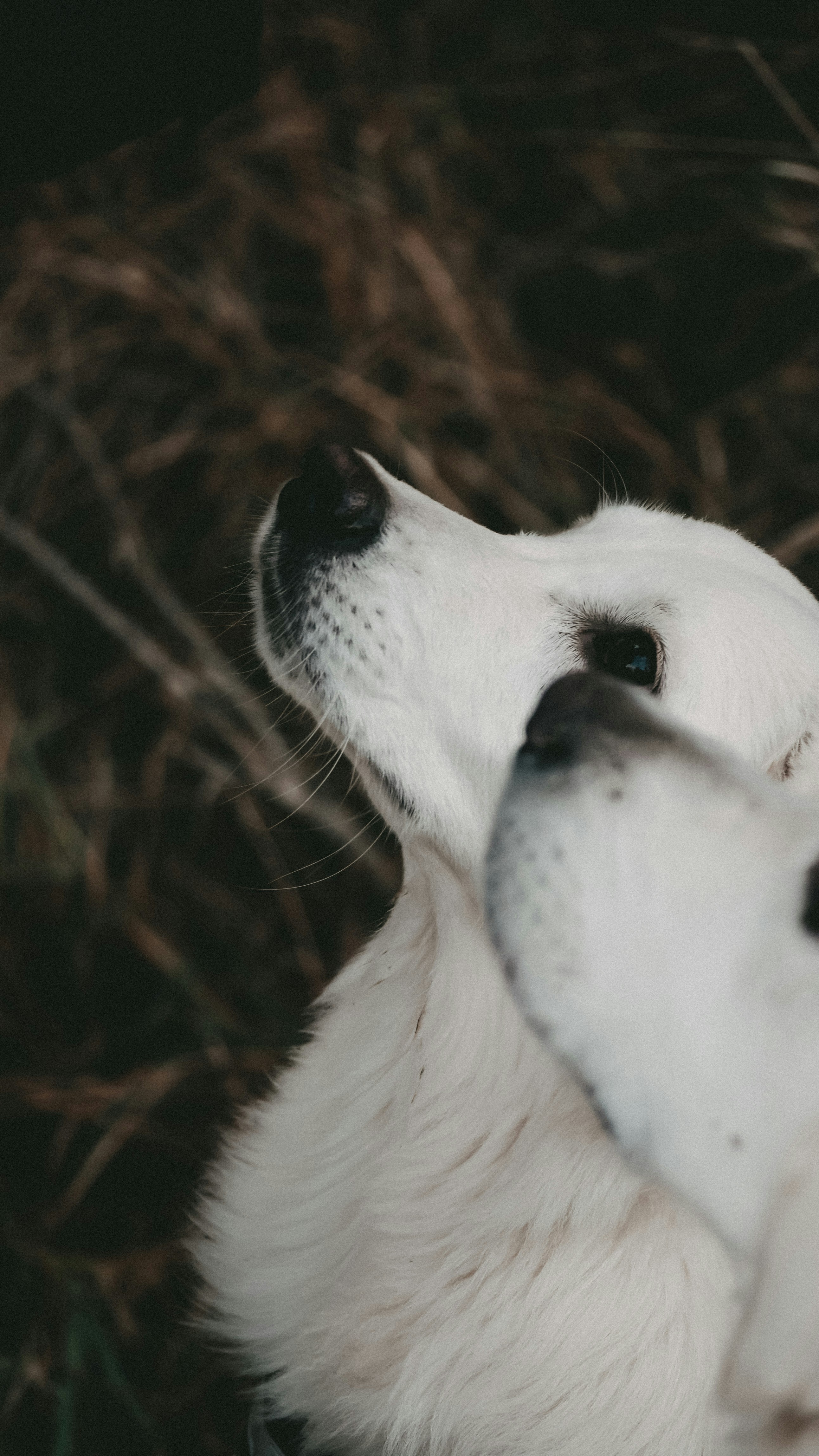 Two white dogs lie in a dark, grassy setting, looking upward with soft detail and gentle contrast. This photograph captures a quiet, intimate moment between the animals.