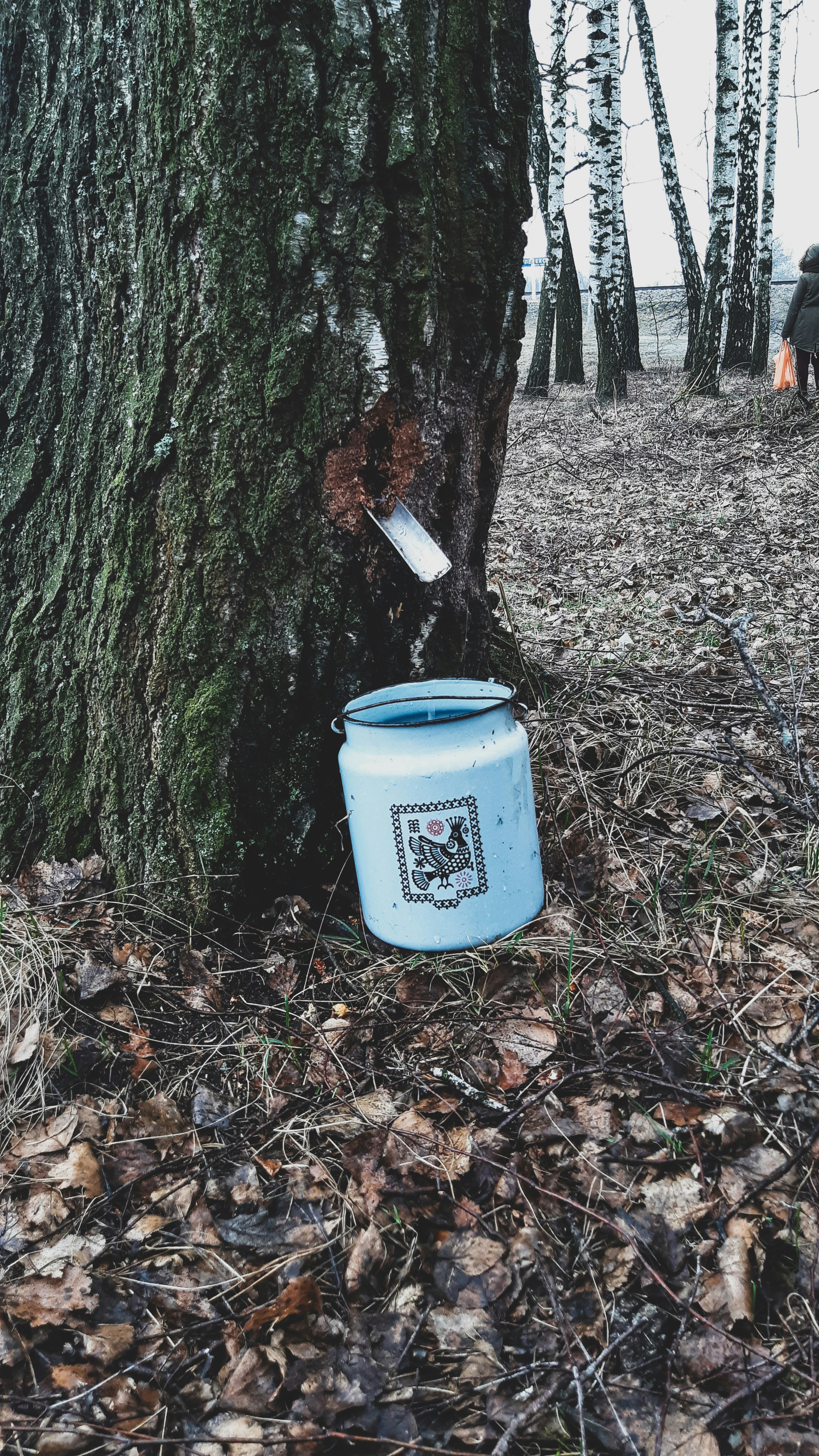 Blue Canister at the Mossy Trunk: Quiet Forest Edge with a Distant Hiker