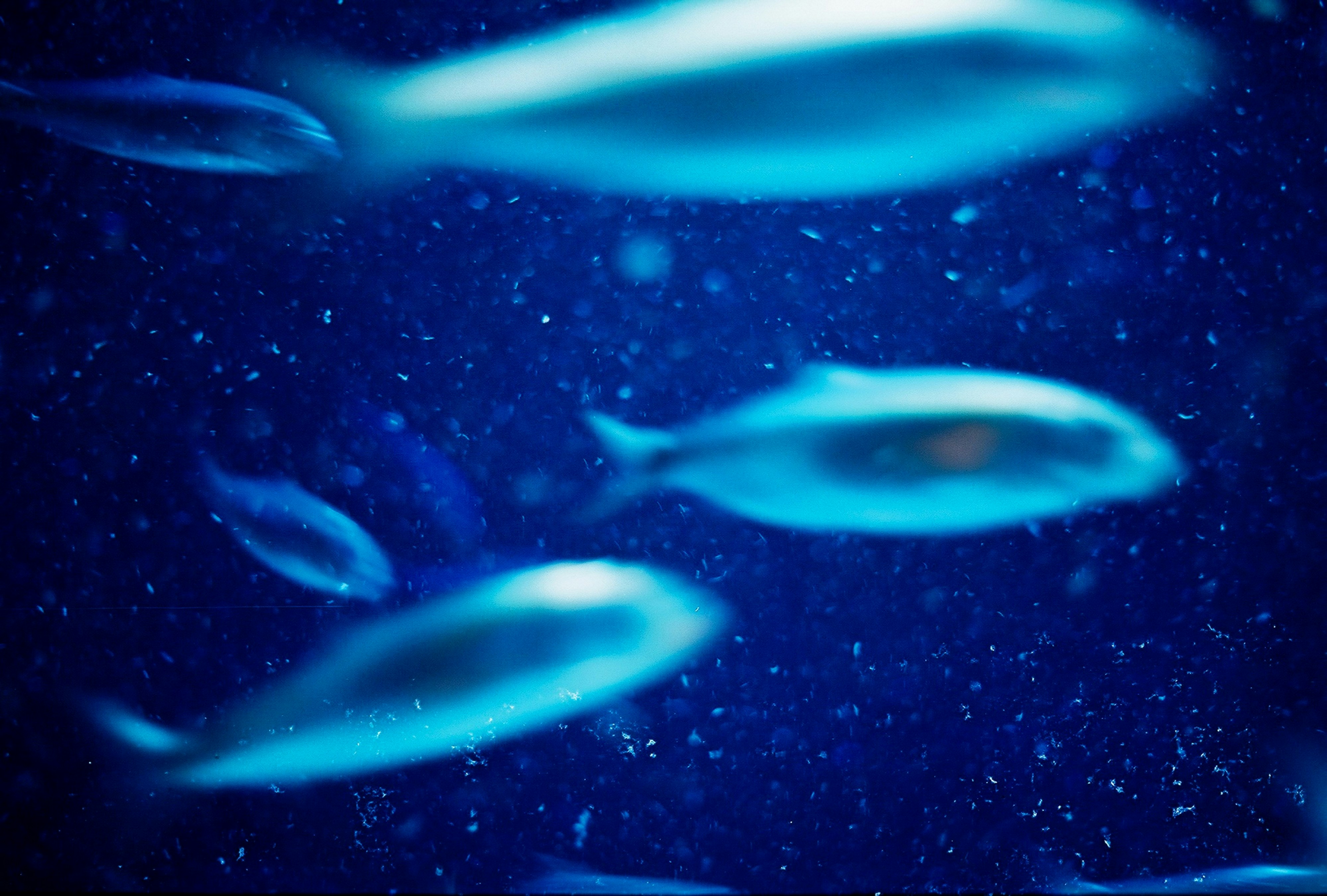 Deep Sea Fish Pictures | Download Free Images on Unsplash