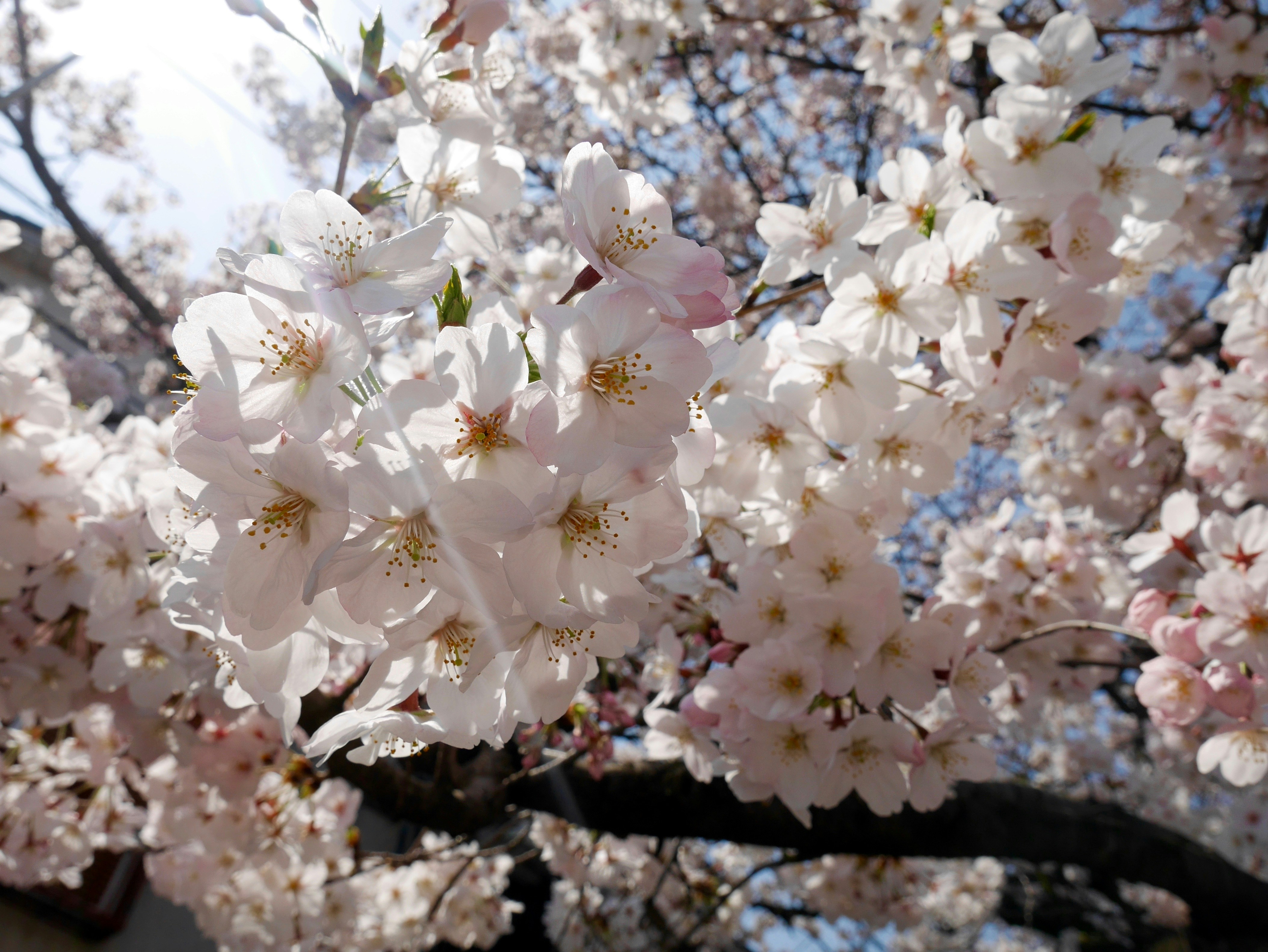 Hiroko Yoshii (@hiro0718) | Unsplash Photo Community