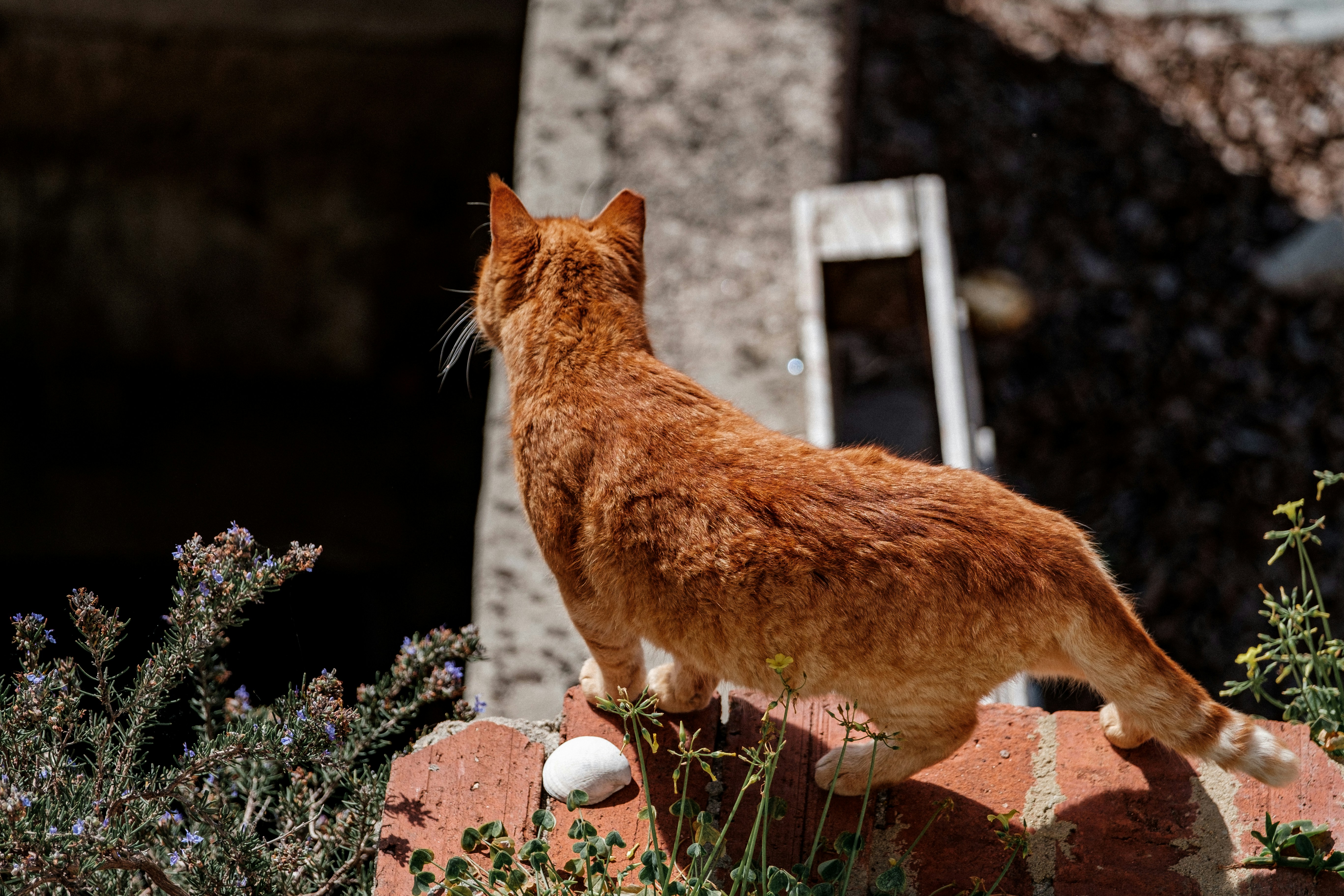 Curious Cat on a Rustic Ledge