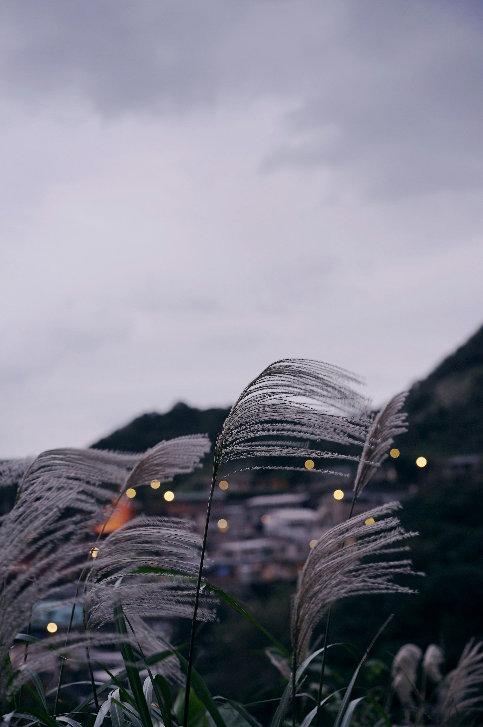 Delicate grass sways in the foreground with softly glowing lights of a hillside town in the background, creating a serene contrast between nature and urban life.