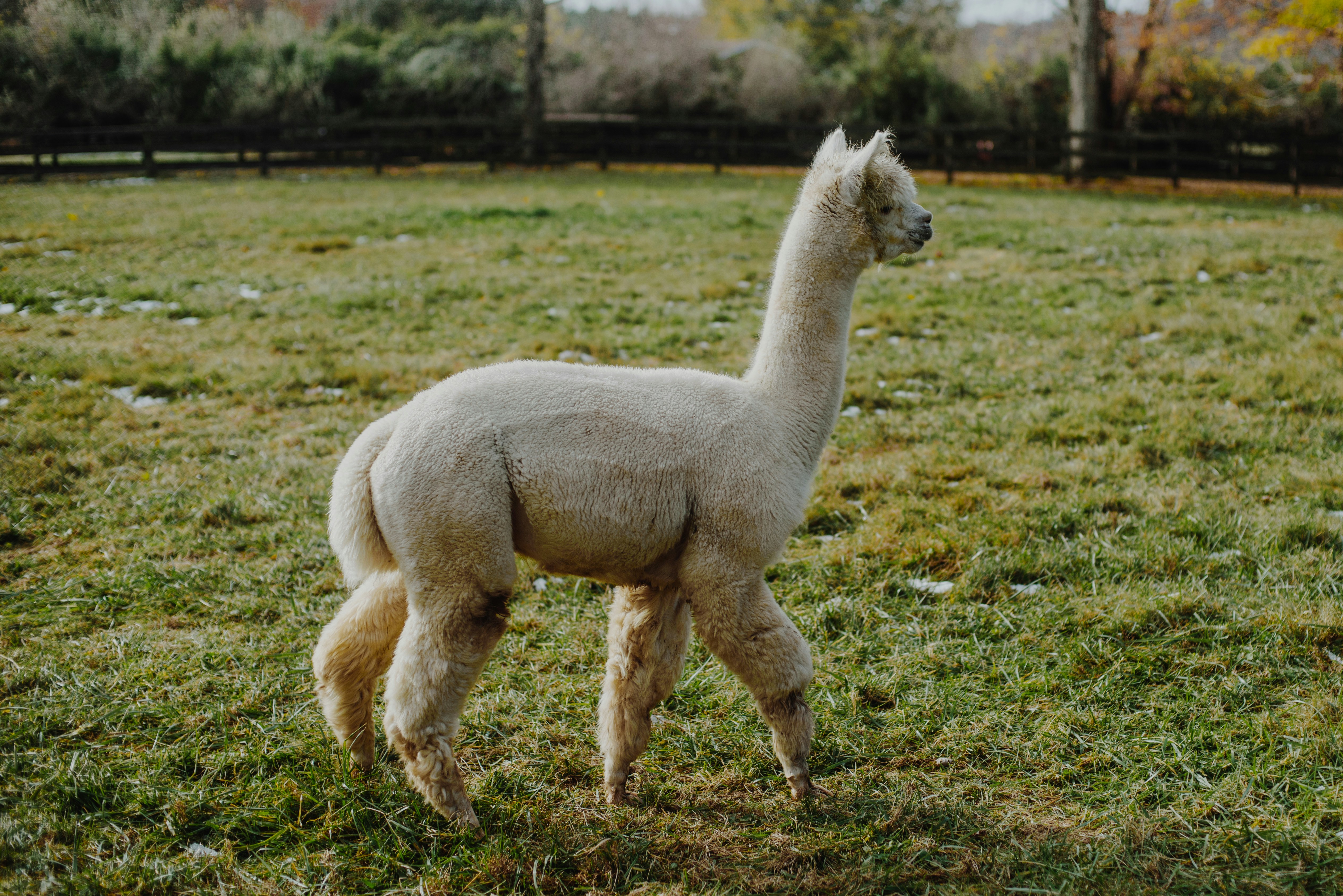 Lama blanc sur un champ d’herbe verte pendant la journée photo – Photo ...