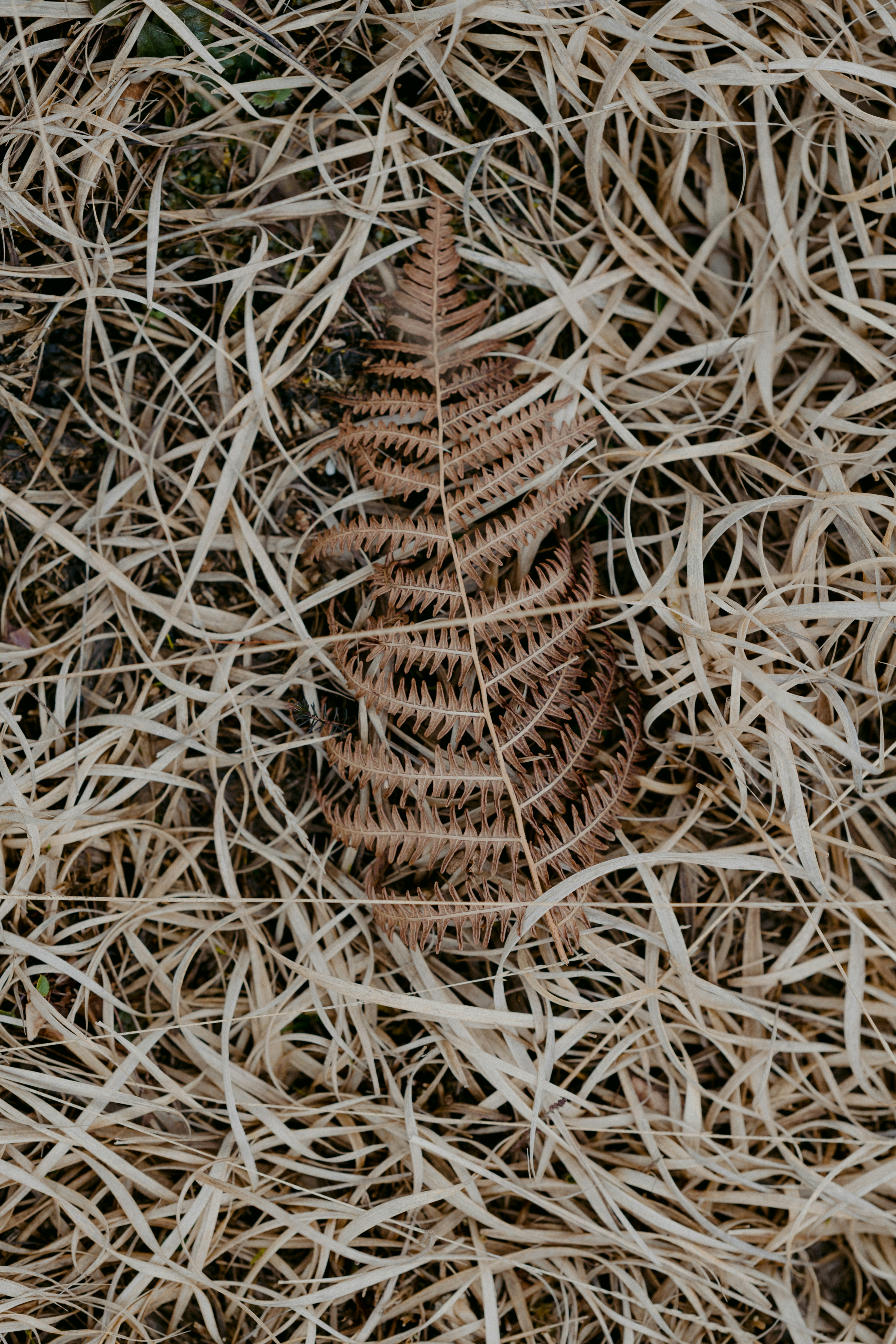 Soft neutral pale grass