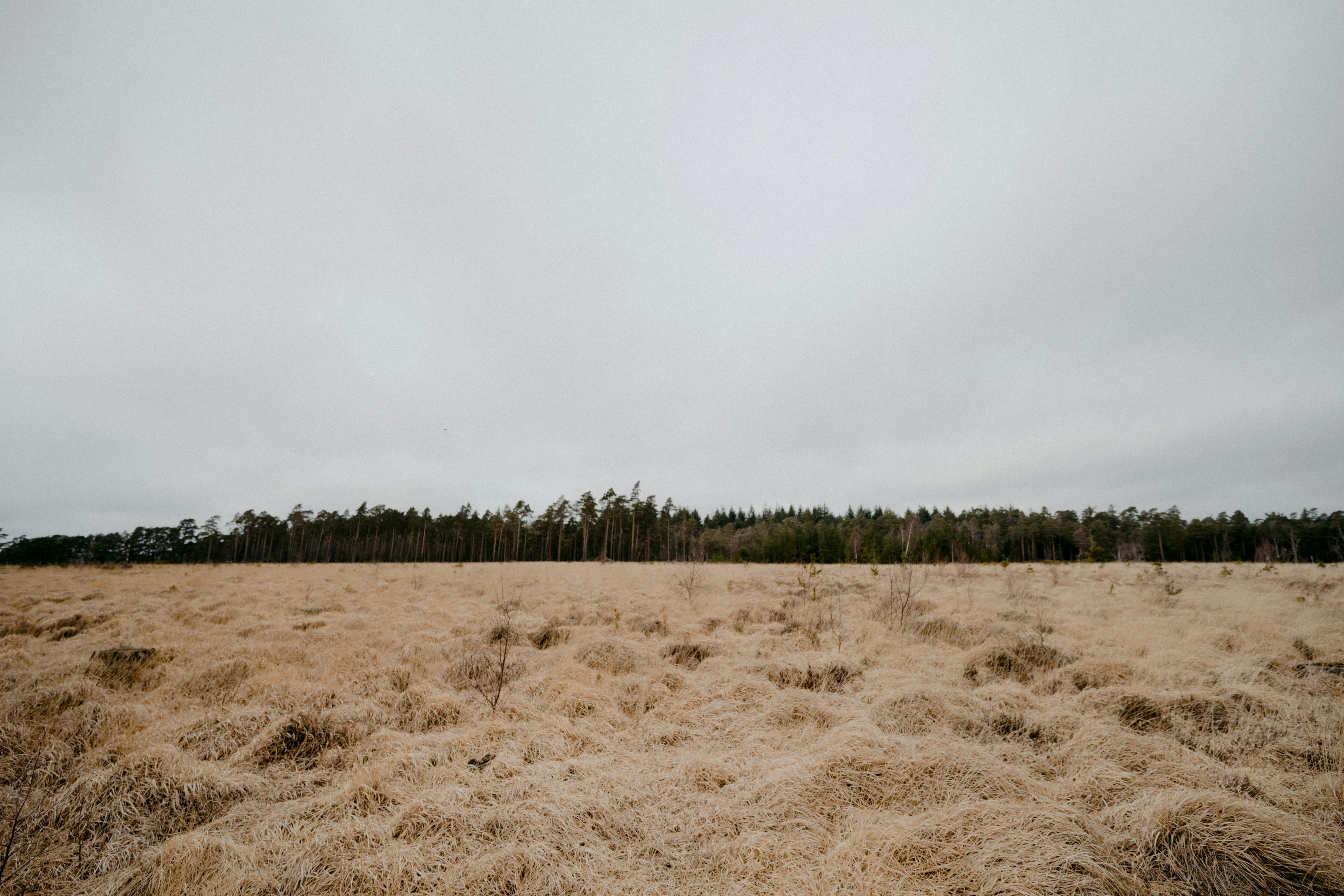 Expansive field of golden grasses under a muted sky, bordered by a line of trees in the distance.