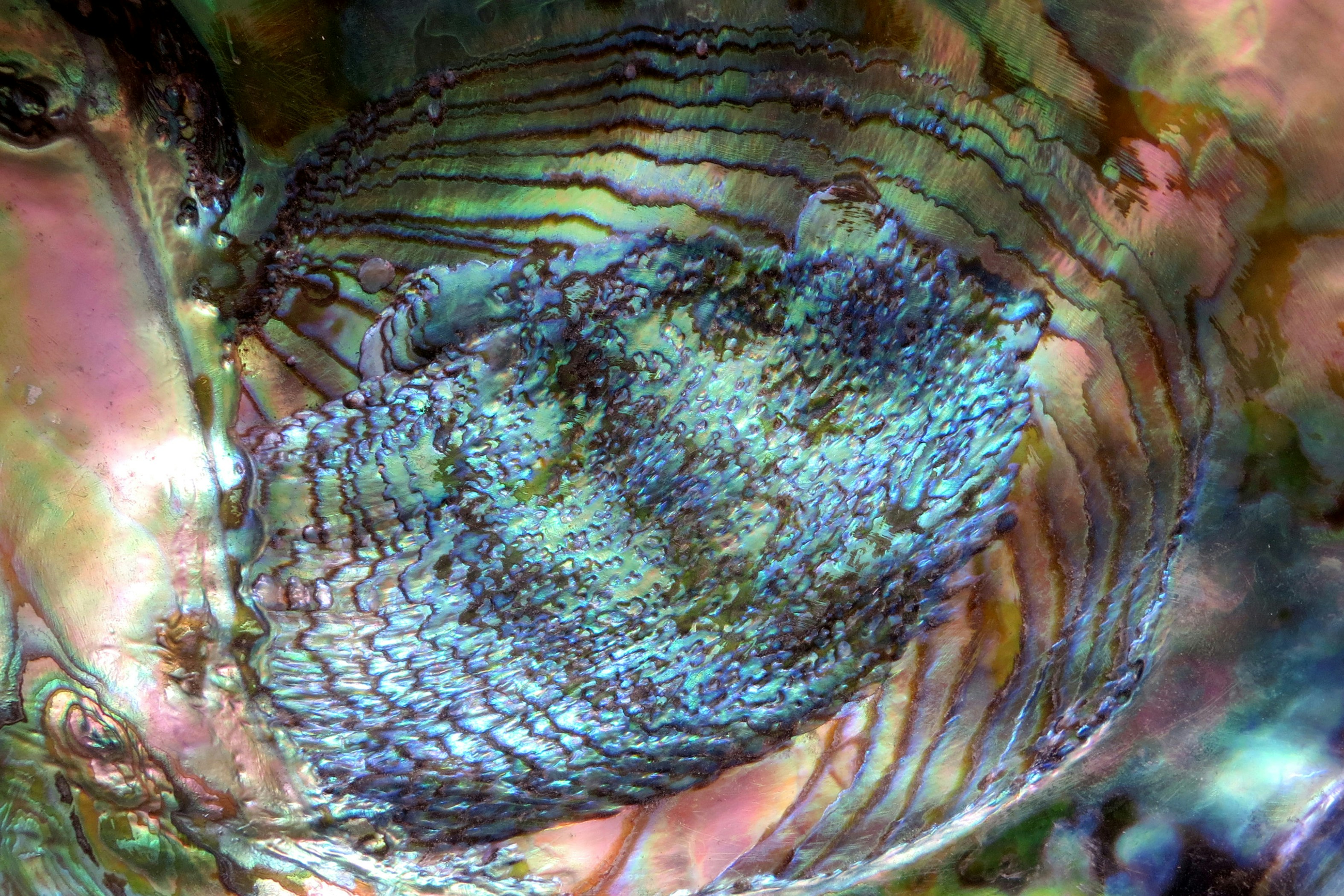 Blue Prism Within a Rainbow Shell: Macro of Pearlescent Ridges