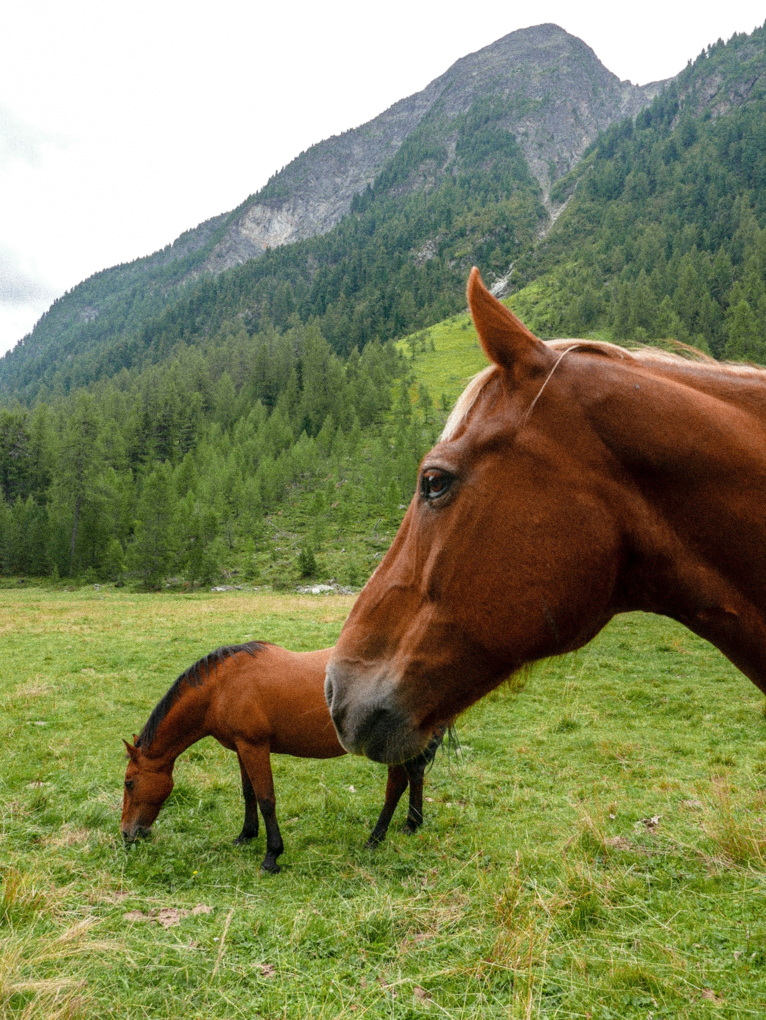 Two horses grazing in a lush green meadow with towering mountains in the background. The scene captures the tranquility of nature and the bond between the animals.