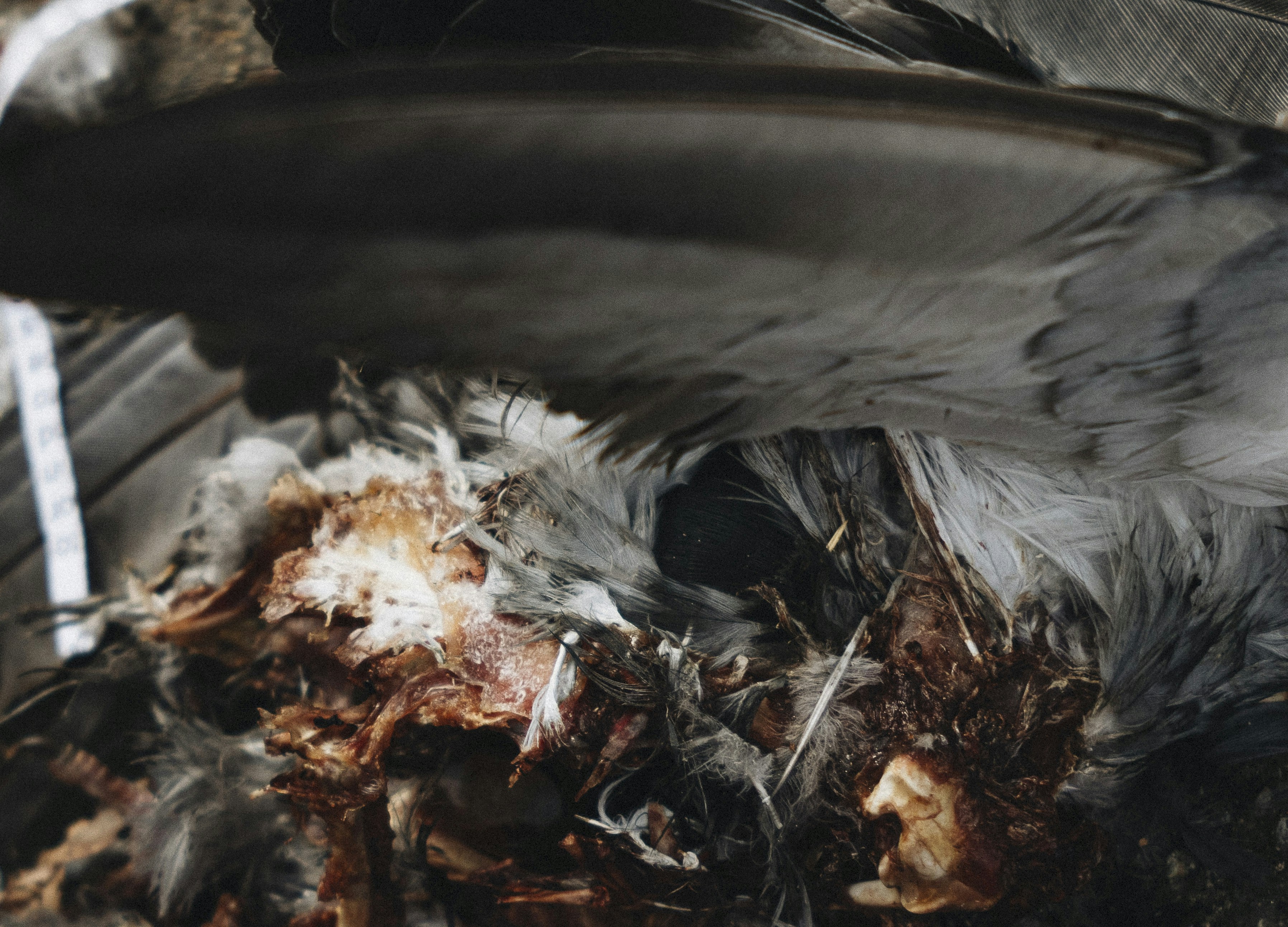 Close-up of a bird's remains, showcasing intricate details of feathers and skeletal features. The image highlights the cycle of life and death in nature.