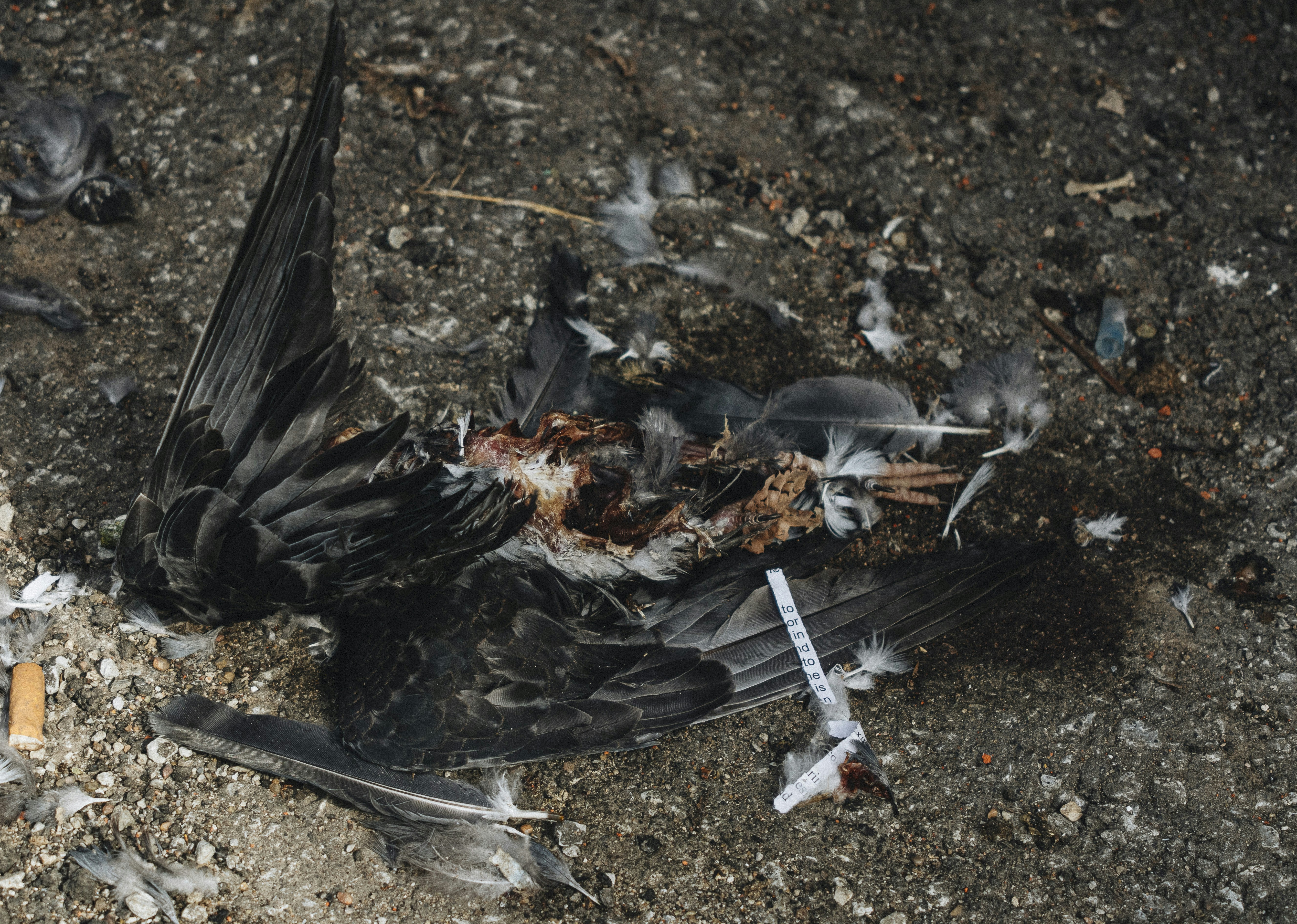 A deceased bird lies on the ground, surrounded by scattered feathers and debris, illustrating the impact of urban environments on wildlife. A discarded cigarette is visible nearby.