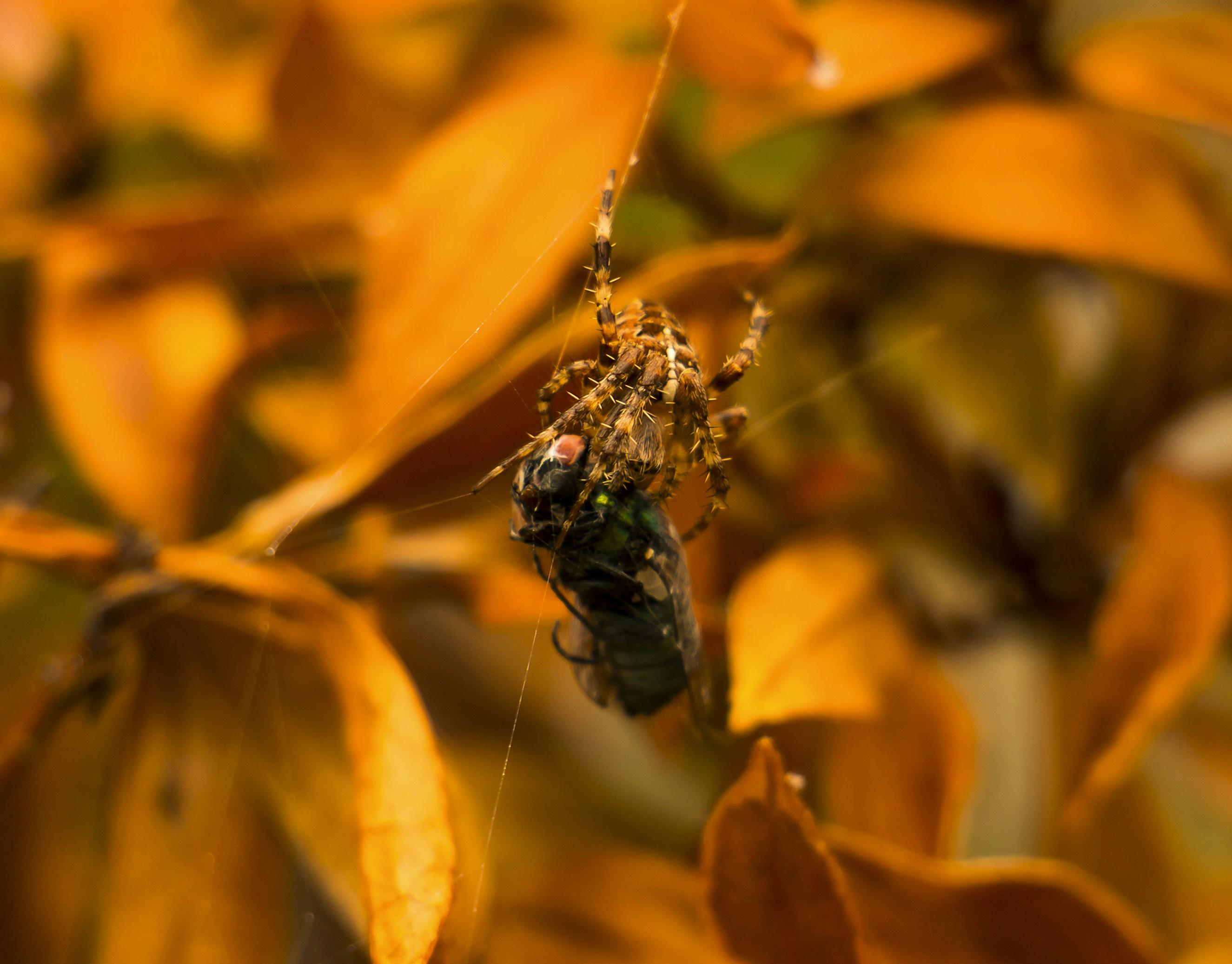 Silk in the Scarlet Hours: Insect Entangled Among Autumn Leaves
