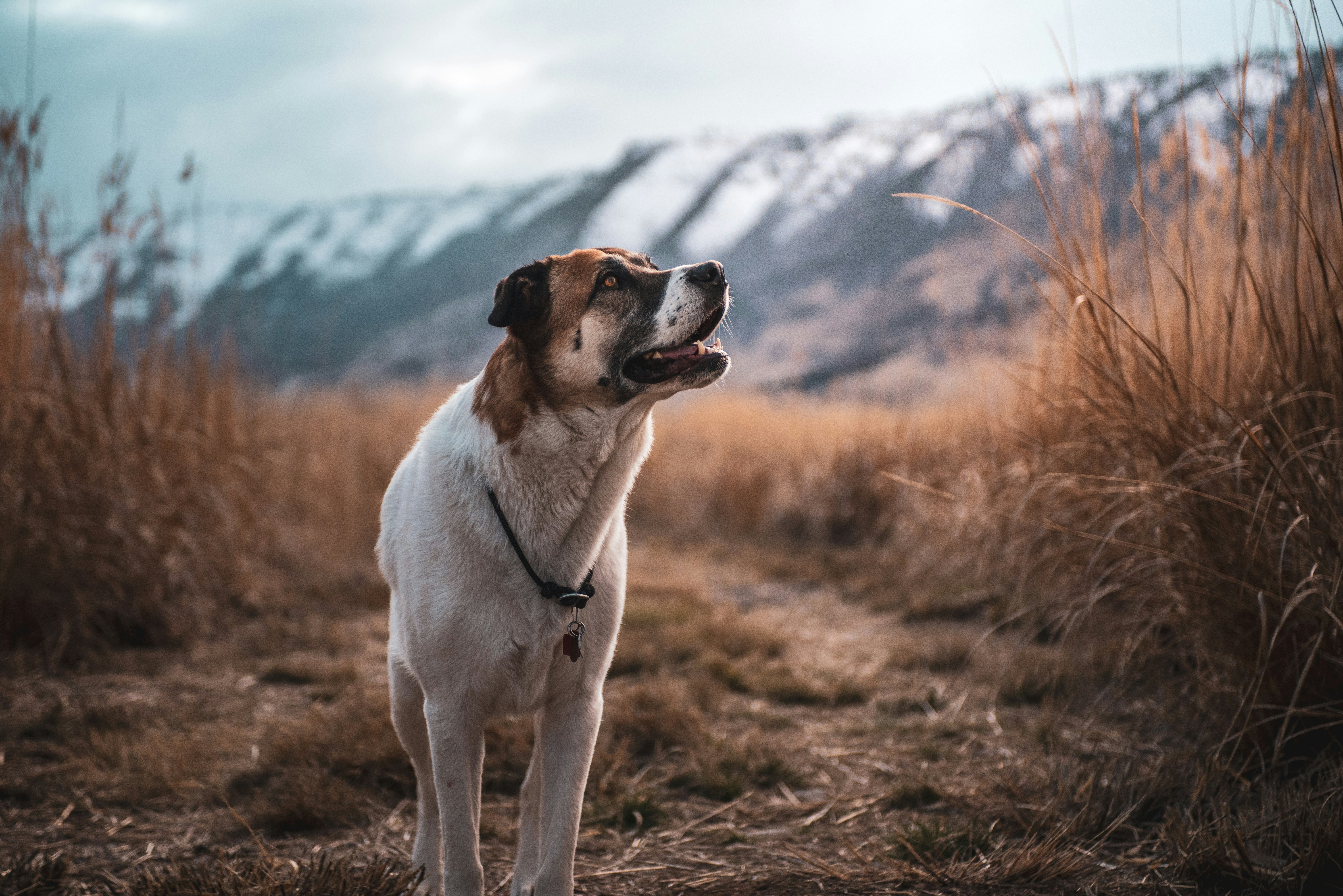 A dog stands alert in a golden meadow, framed by distant snowy mountains under a moody sky.