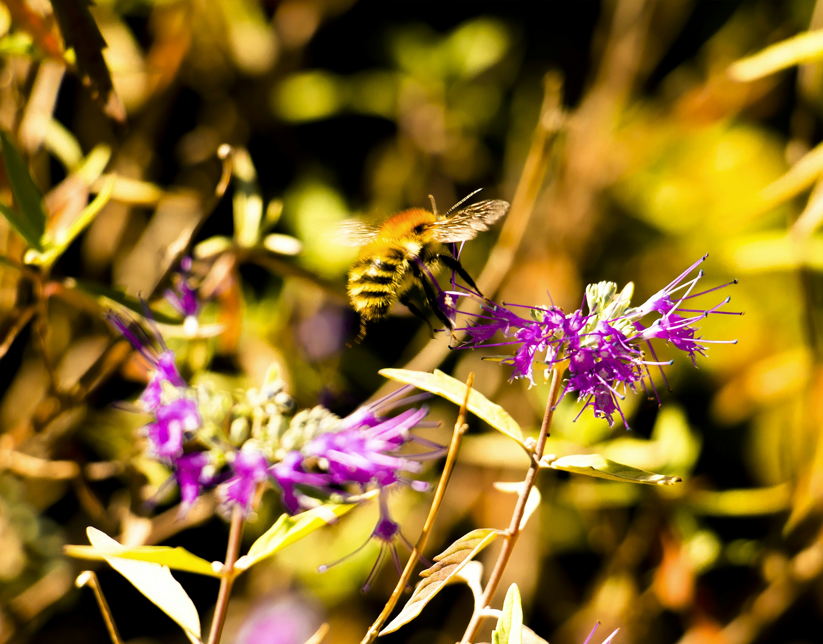 A bee hovers delicately above vibrant purple flowers, showcasing the intricate relationship between pollinator and plant. The scene captures the essence of nature's balance.