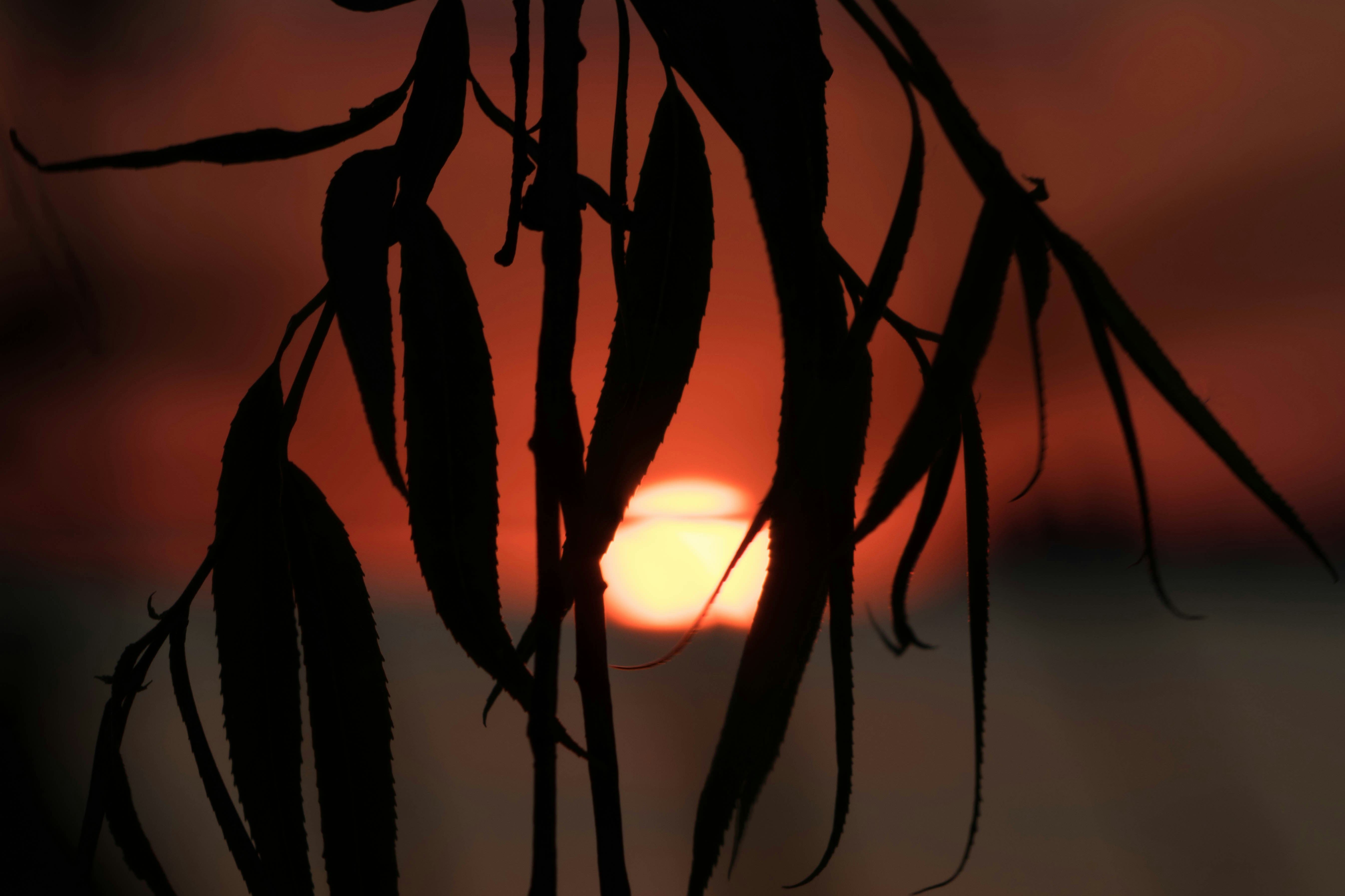 Silhouetted leaves frame a glowing sunset, creating a tranquil atmosphere. The interplay of light and shadow highlights the beauty of the natural world.
