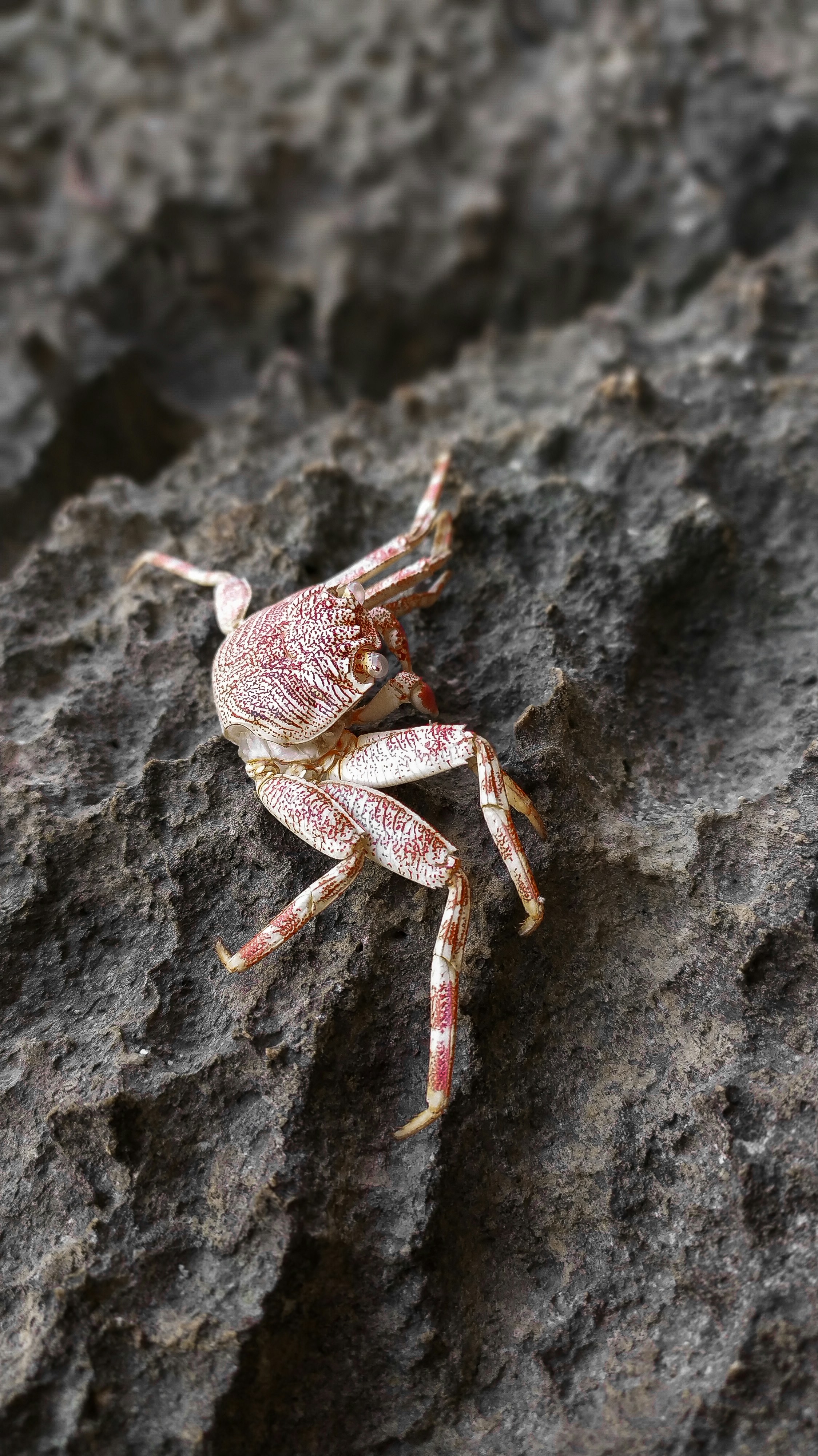 Crab on Dark Lava: A Tiny Pattern of Red and White on Charred Rock