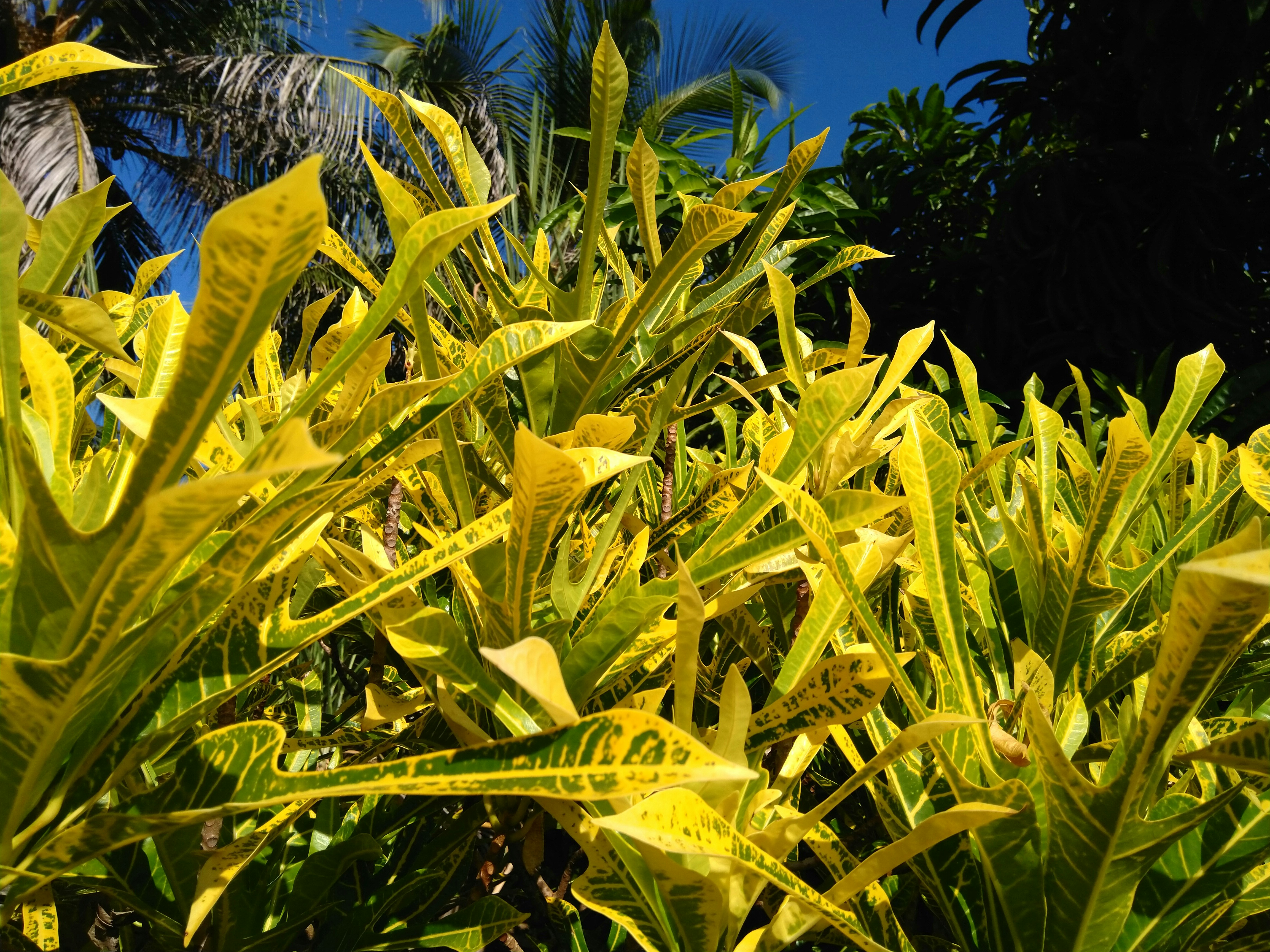 Close-up of sunlit yellow-green leaves with a blue sky backdrop, emphasizing texture and vibrant color.