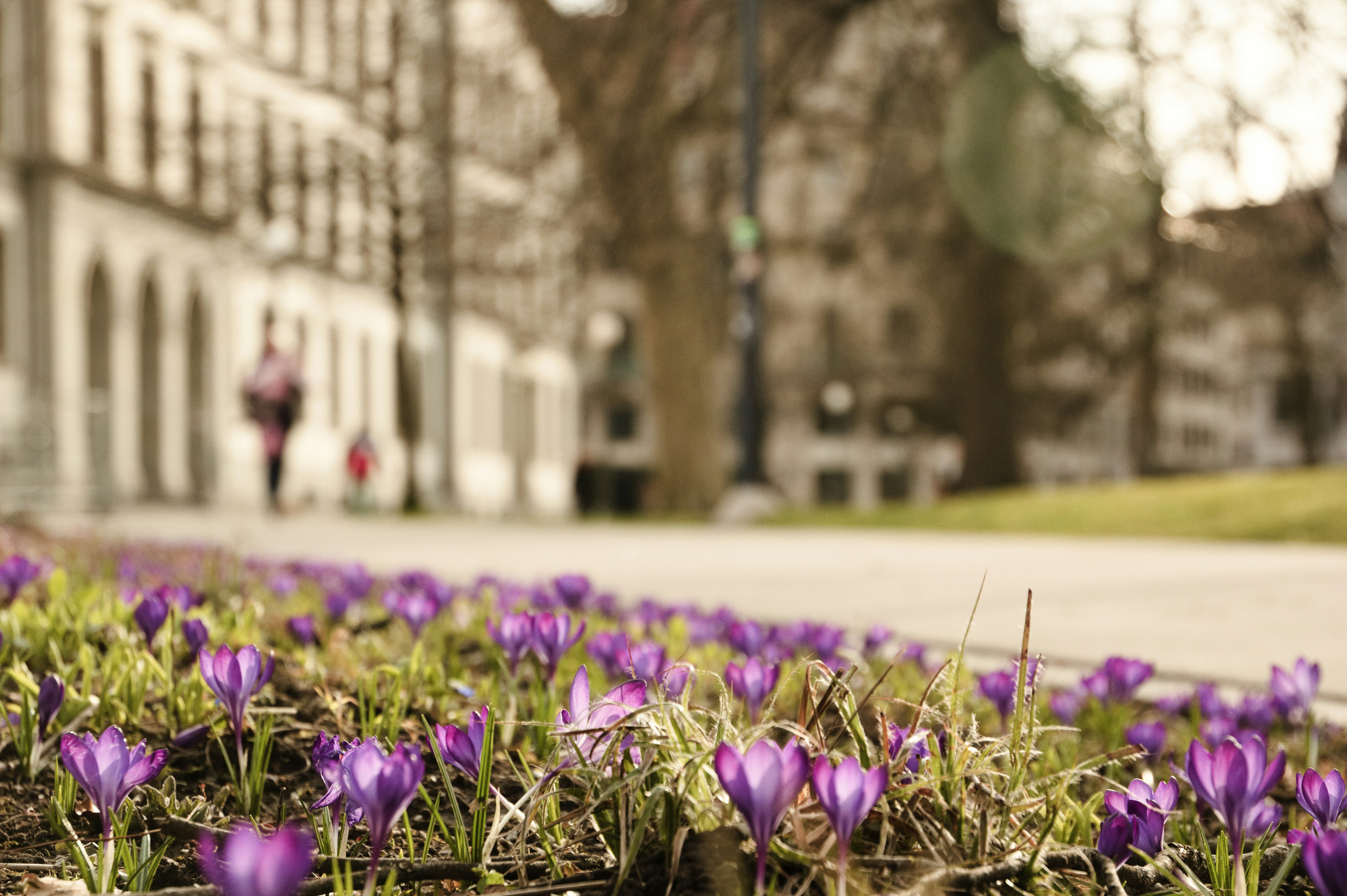 Purple Carpet in Focus: Spring Flowers with a Distant City Walk