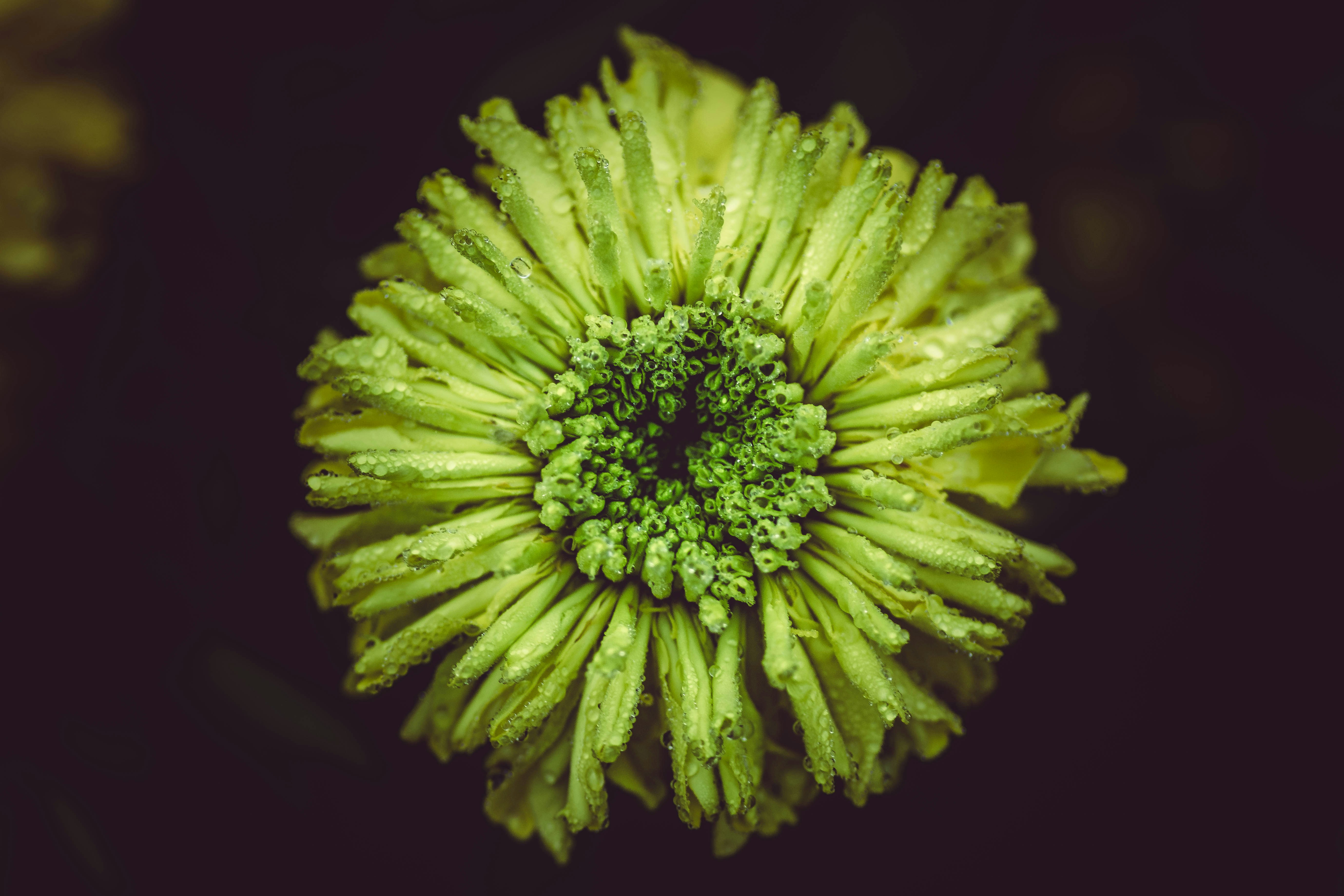 Emerald Crown: dew-kissed macro portrait of a green chrysanthemum