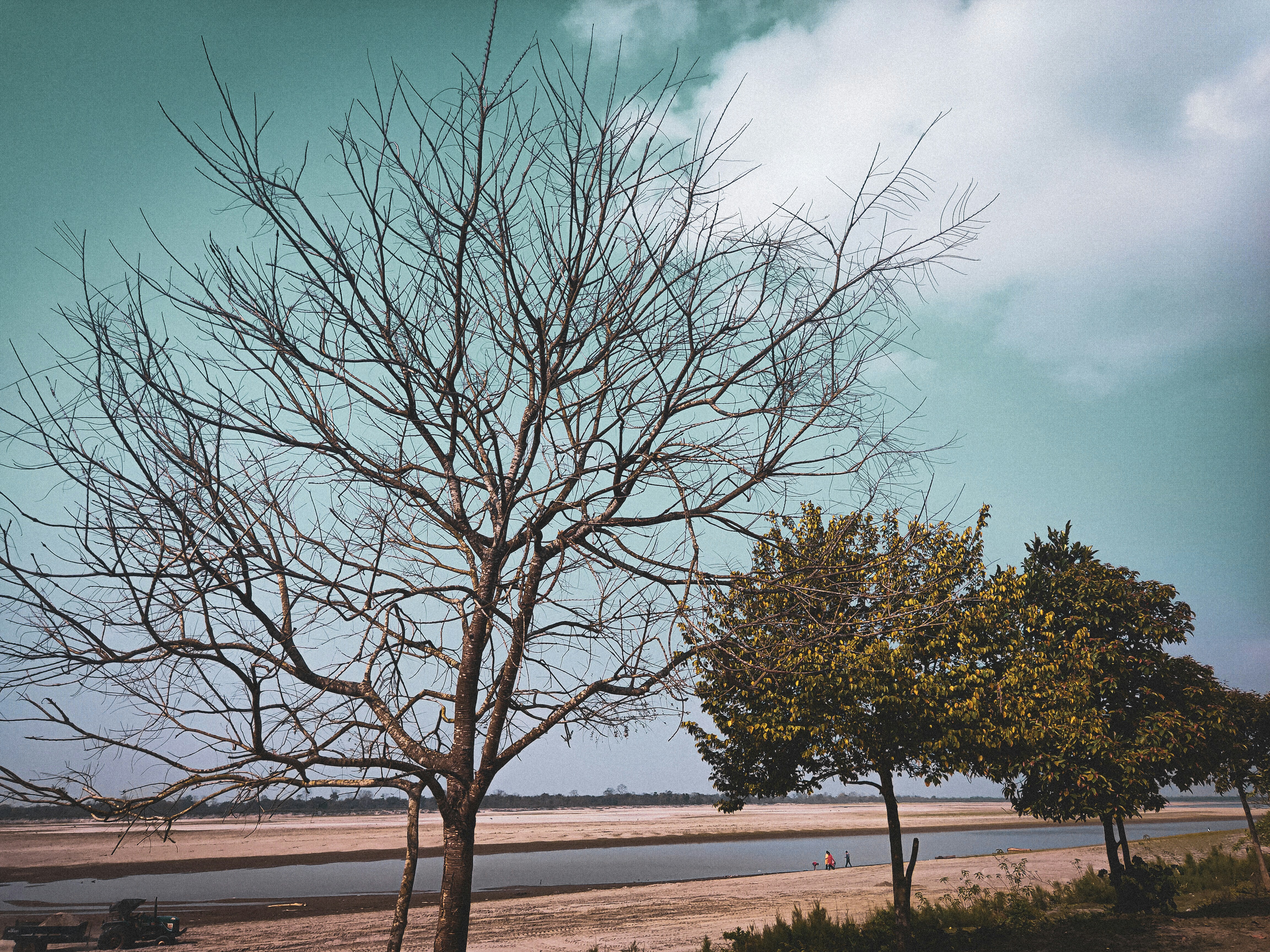 Bare tree with sprawling branches beside a road, under a vibrant sky and scattered clouds.
