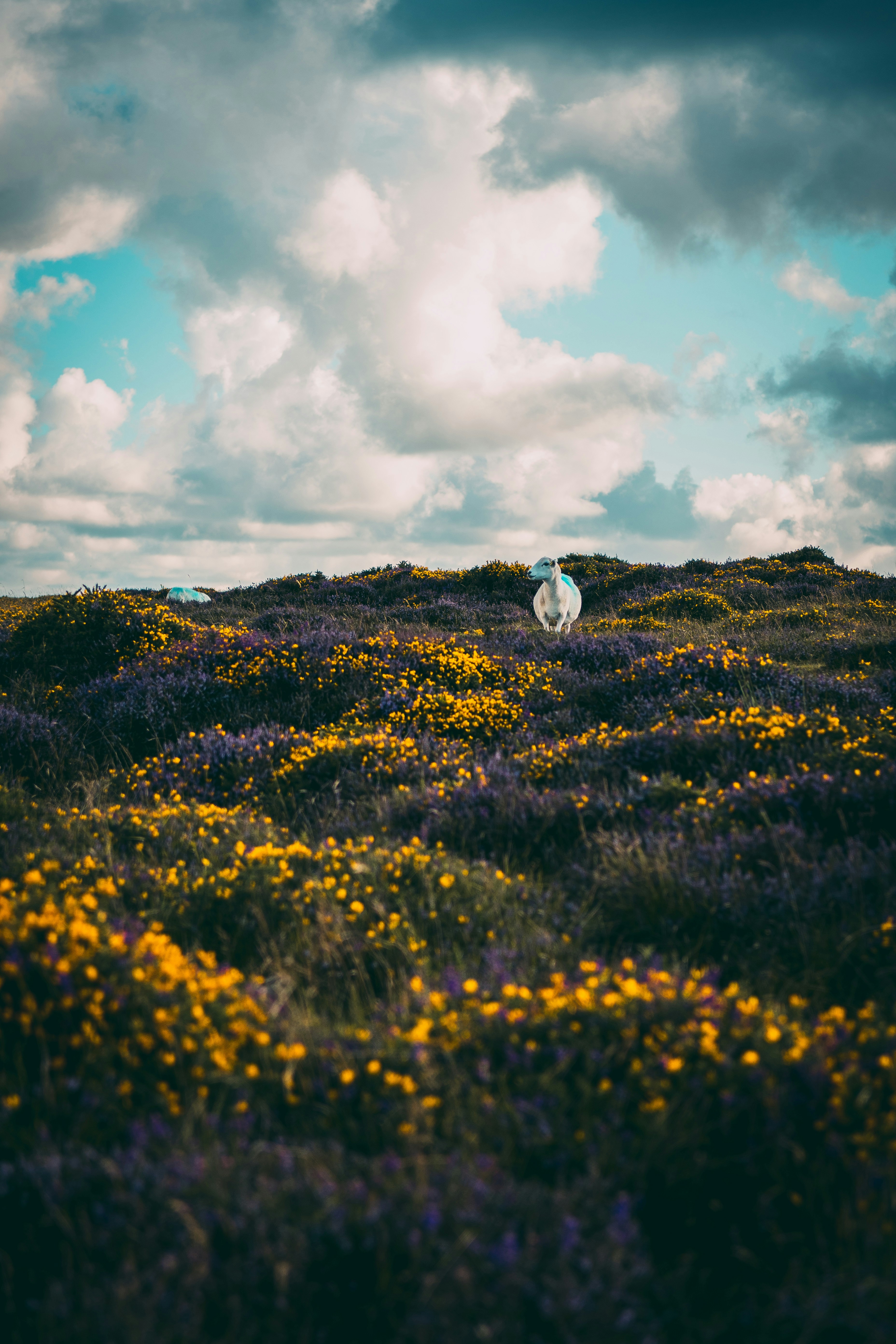 Solitary Figure in a Purple-Gold Meadow Under a Clouded Sky