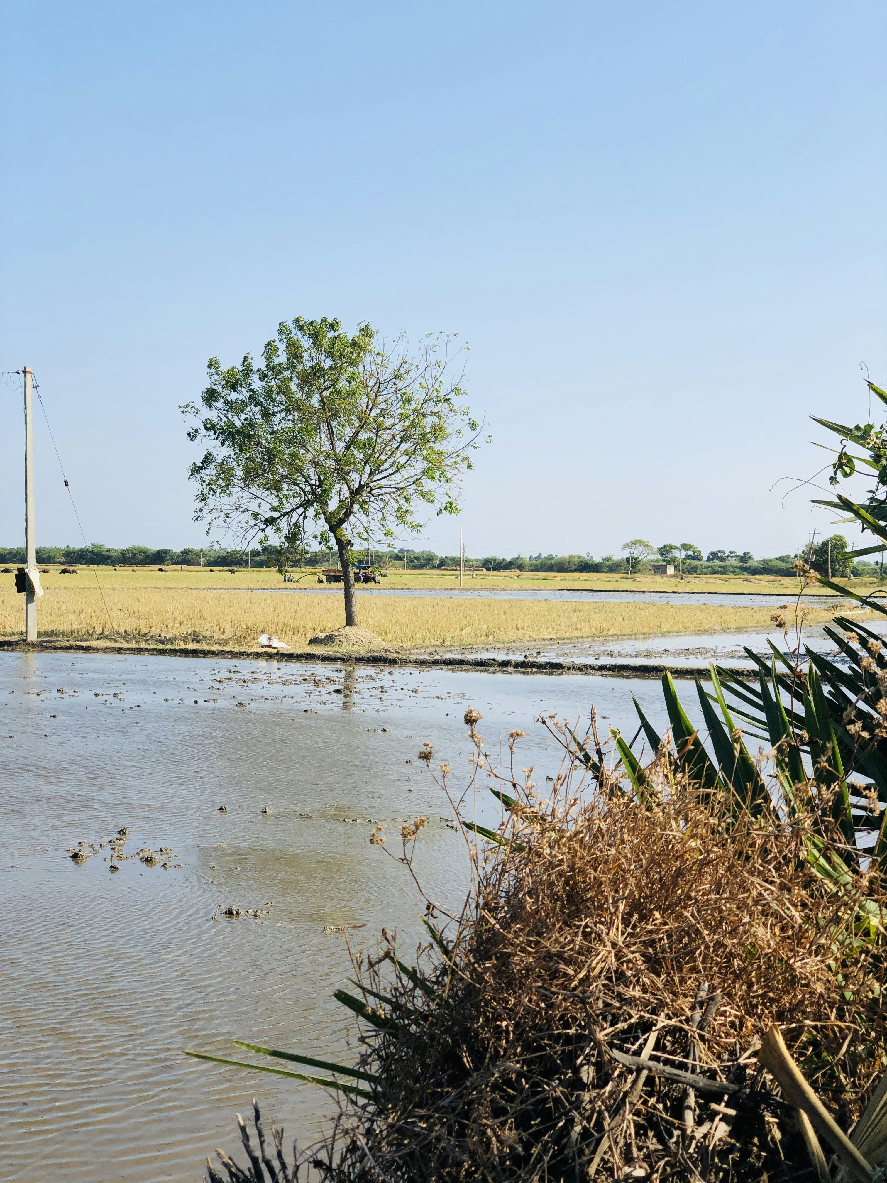 Lone Tree Between Water and Wheat: A Quiet Floodplain Moment