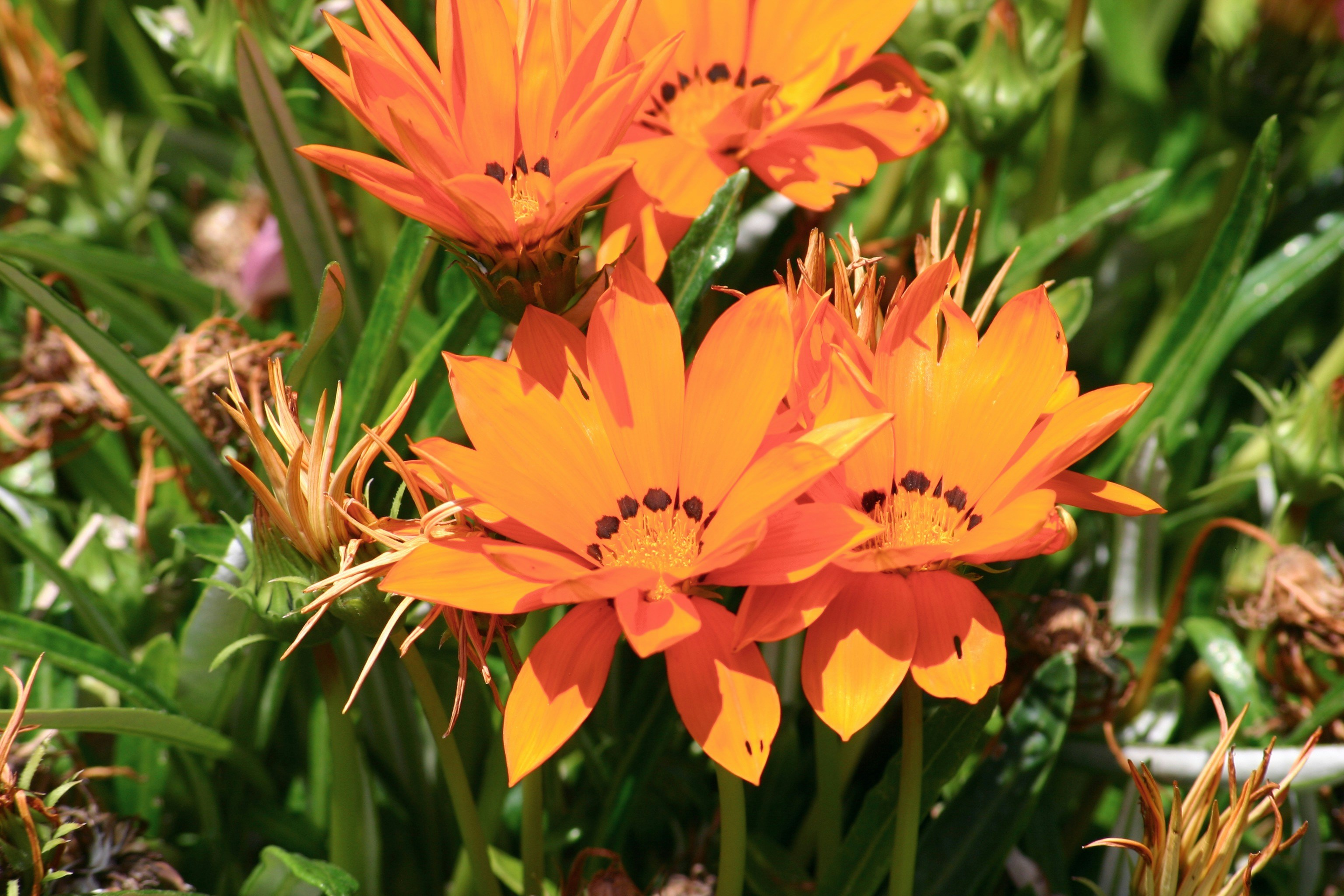 Sun-Splashed Gazania Cluster in a Sea of Green