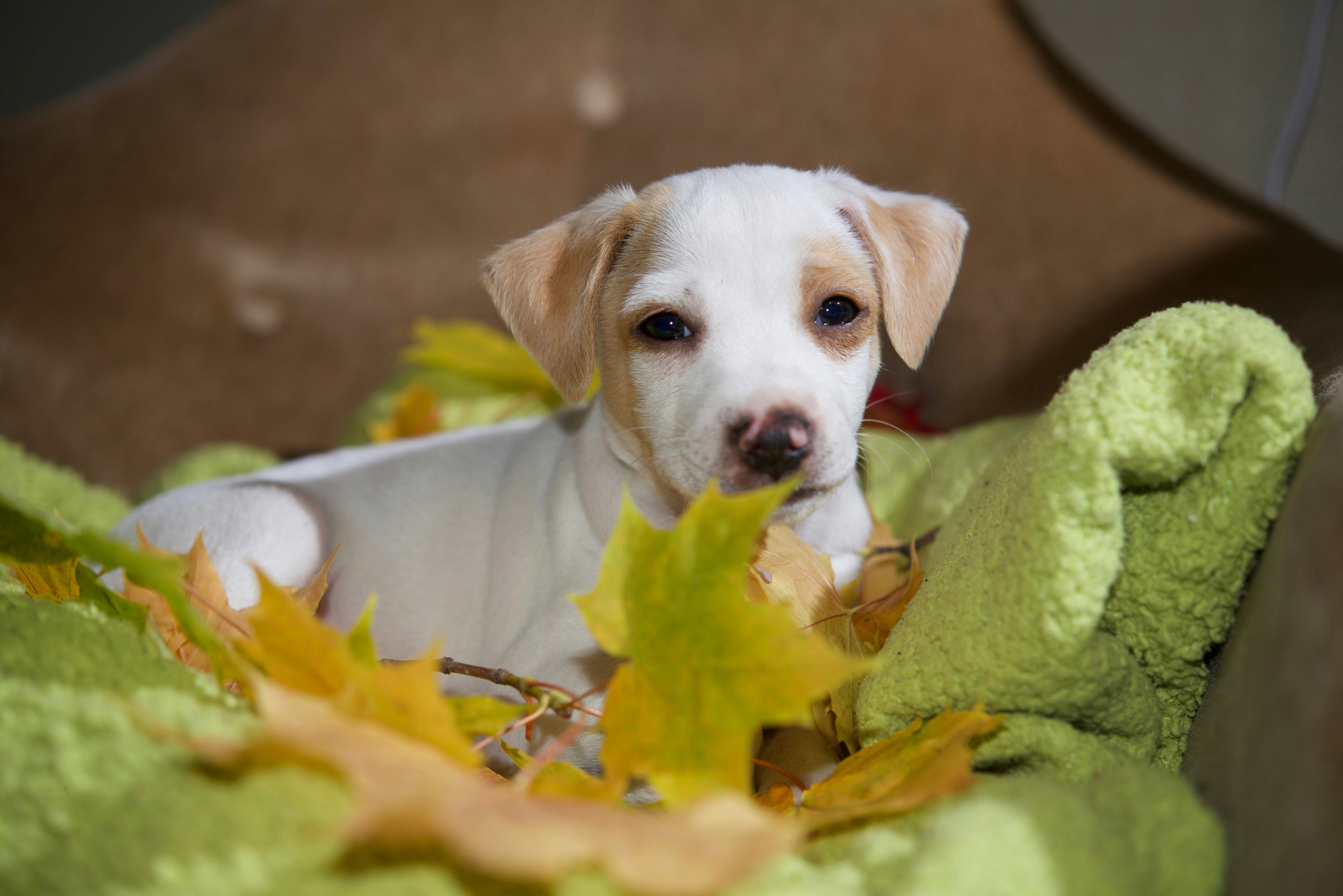 Puppy Peek: A Curious White-Brown Head Emerges from Autumn Leaves