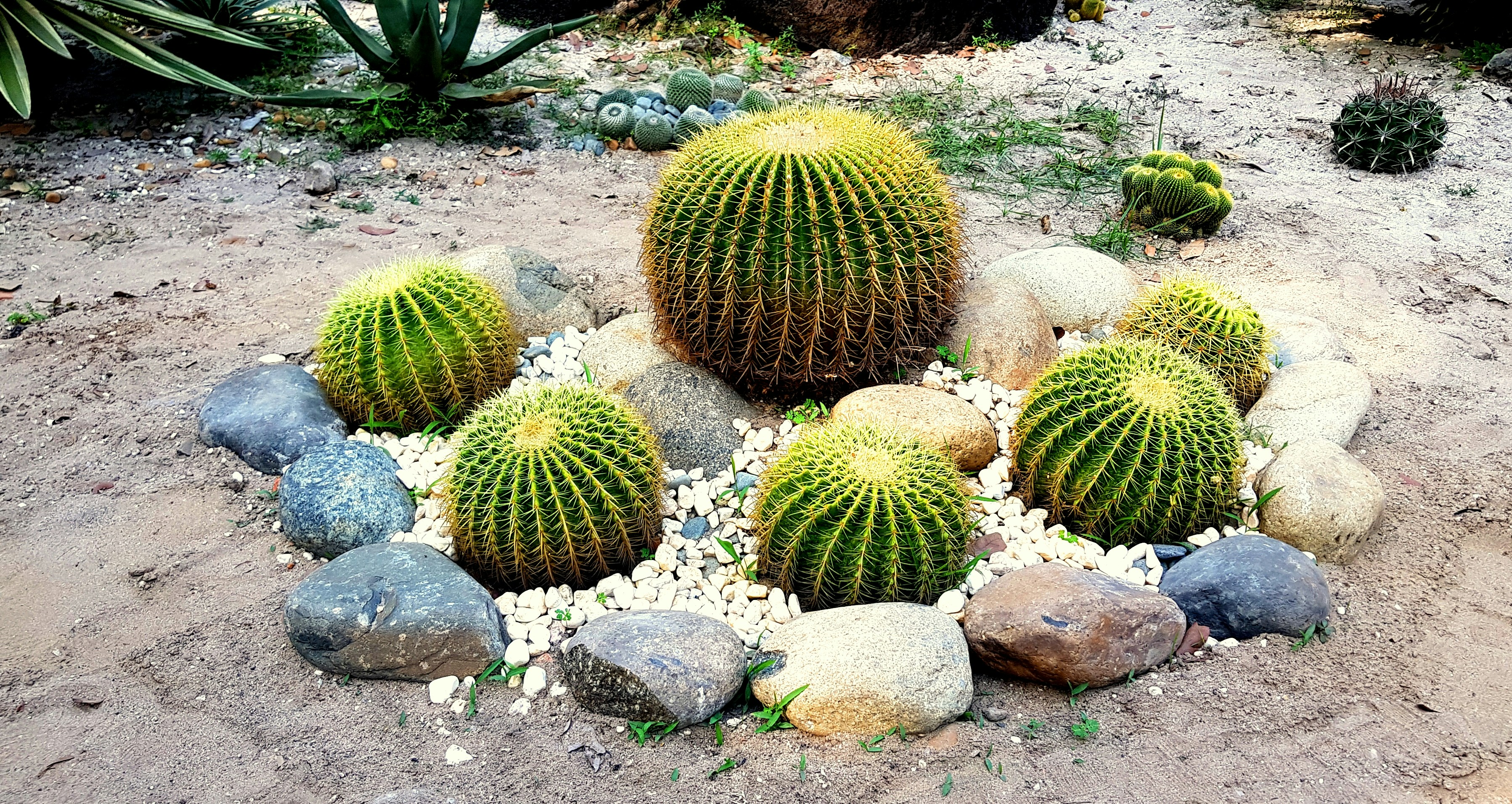 Sample photo from Samsung Galaxy Note 8