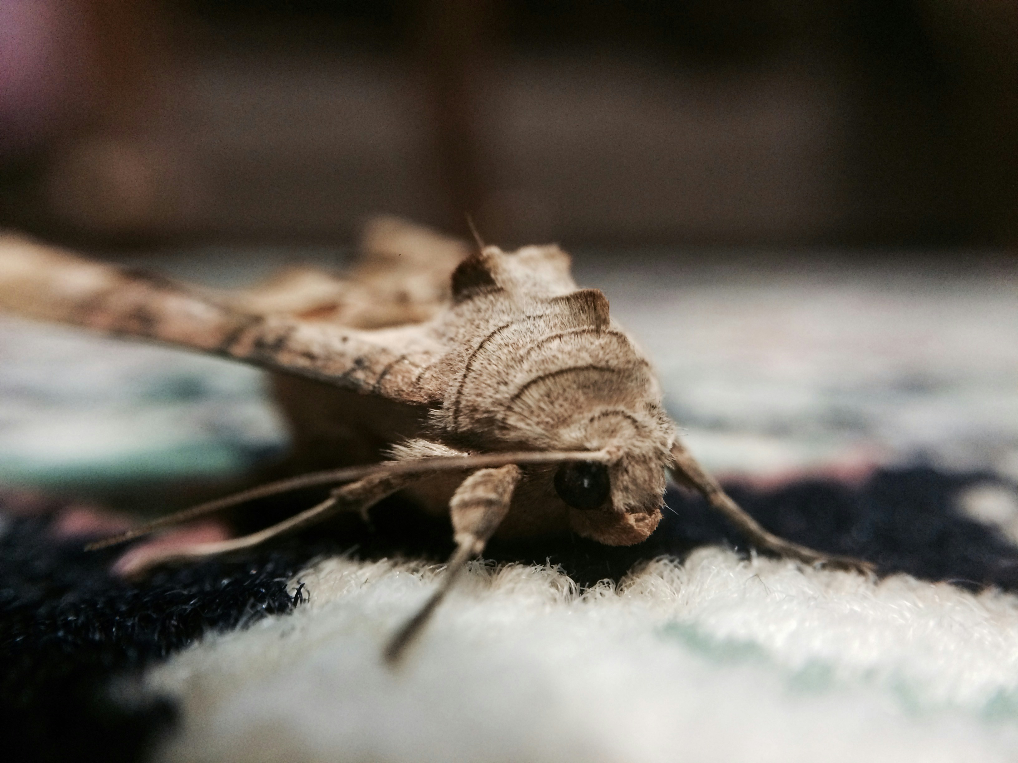 Whorl and Velvet: Macro Portrait of a Moth on Carpet Fibers