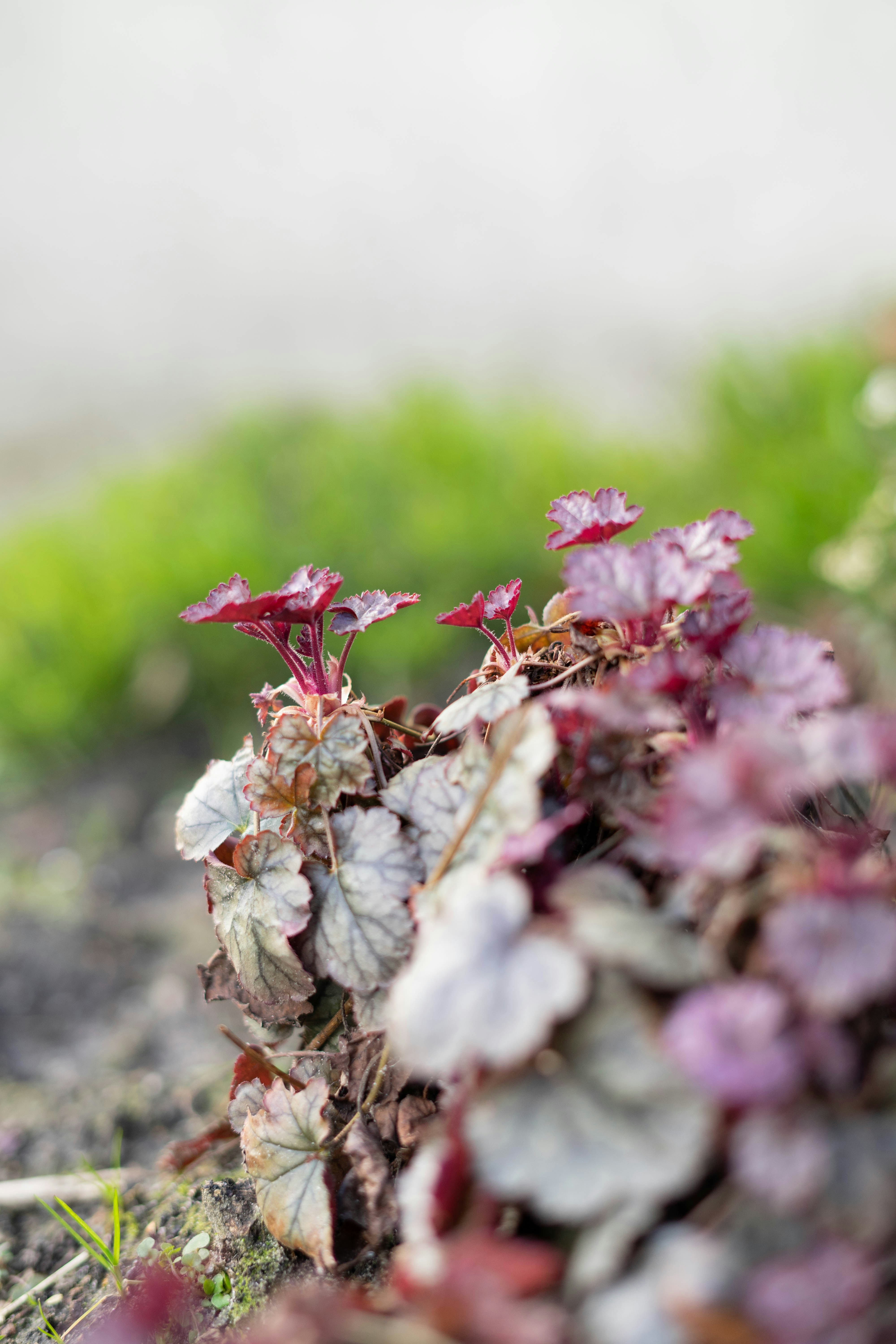 Whispers of Nature: A Colorful Bloom Amidst Earthy Tones