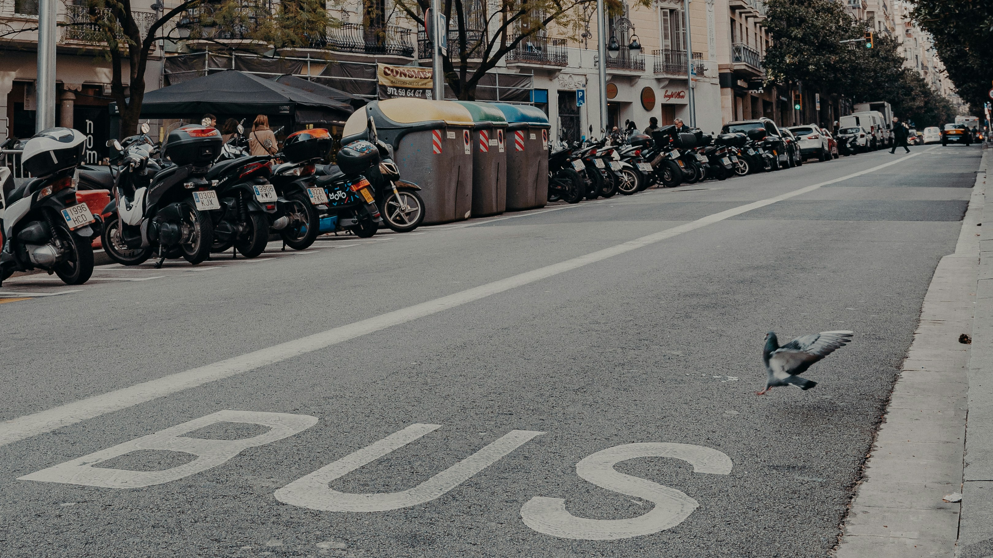 Pigeon by the Bus Lane: A Quiet City Moment Among Parked Scooters